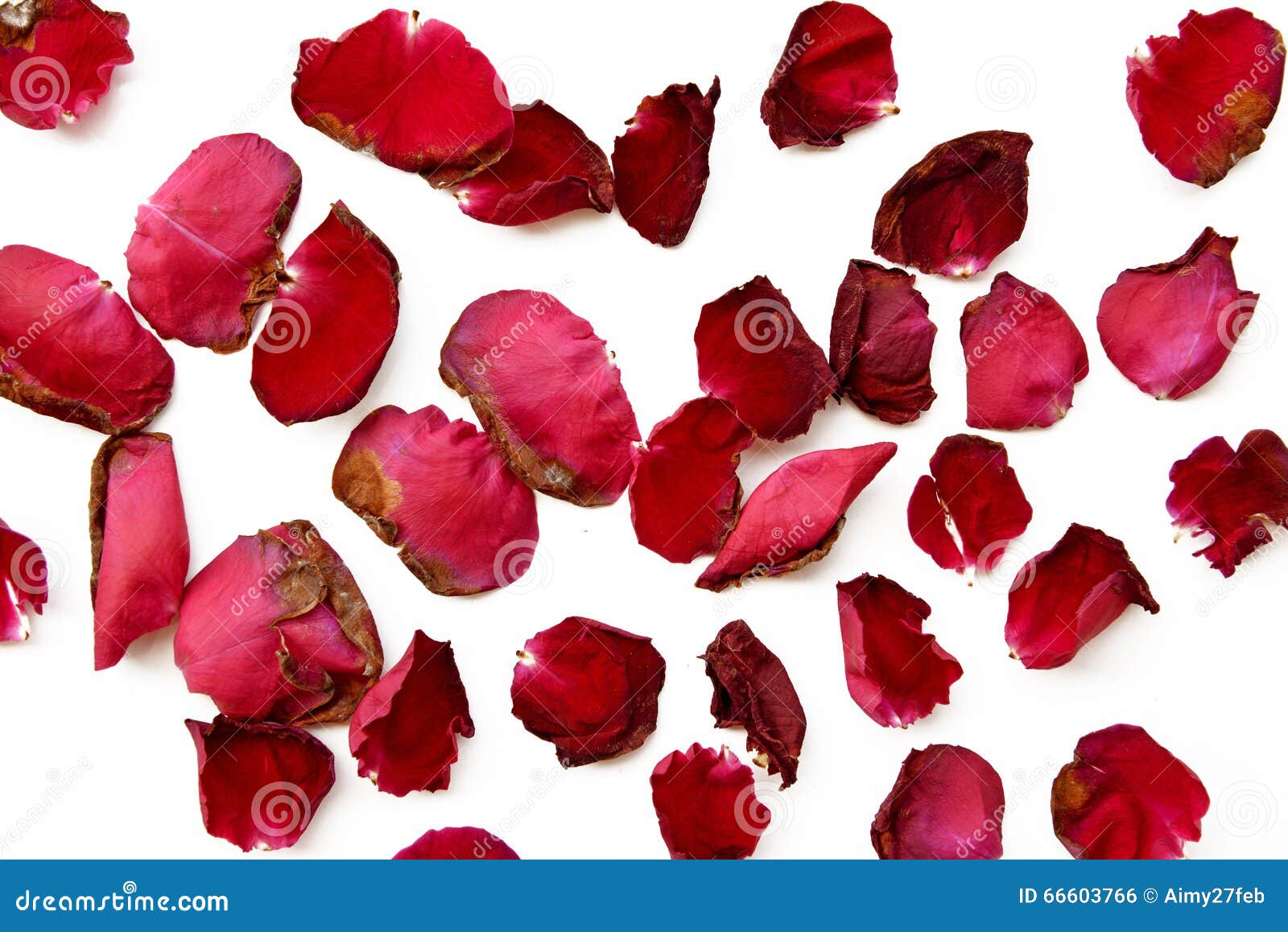 Dried Red Rose Petals on White Stock Photo - Image of arrangement, rose ...