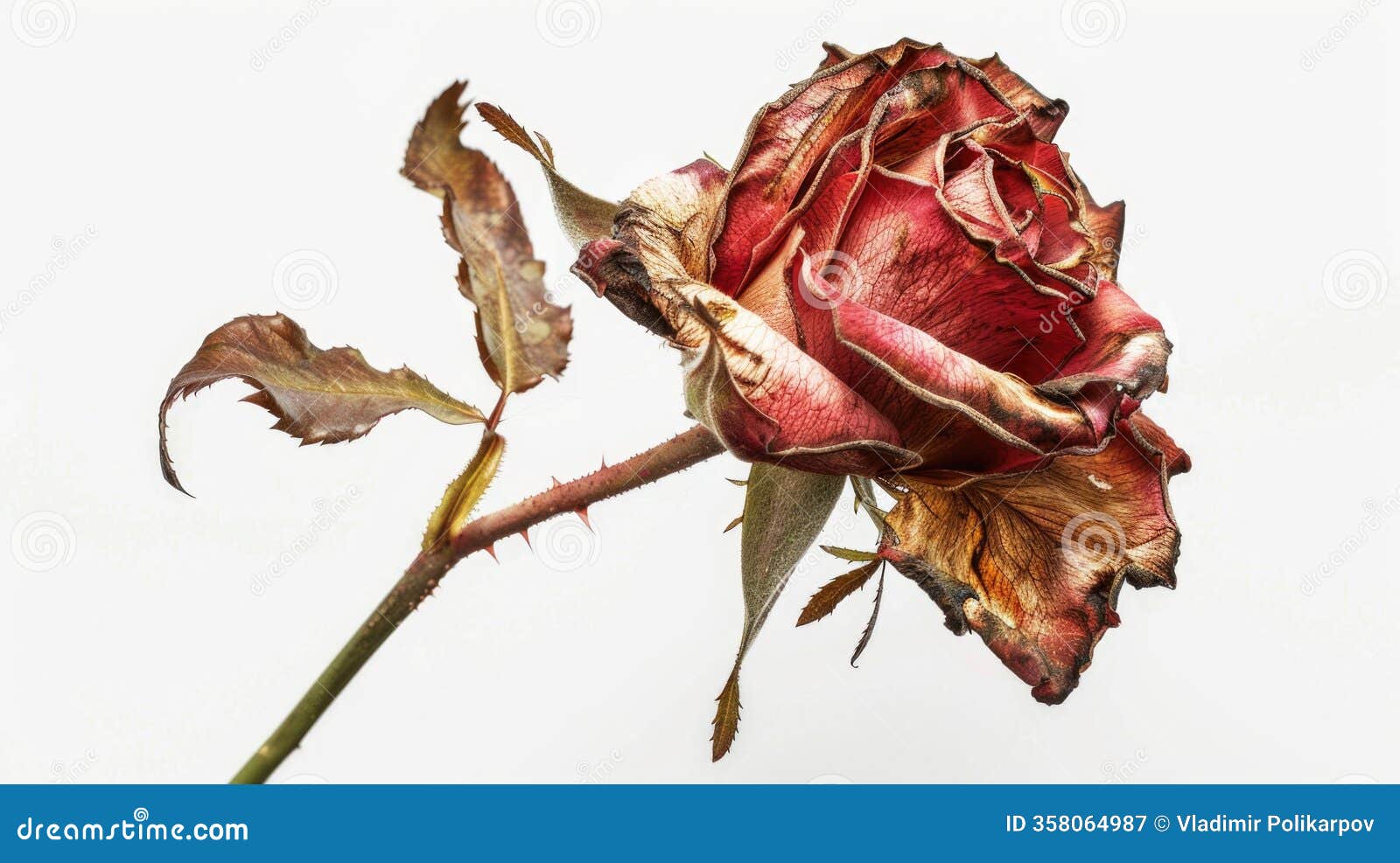 A Dried Red Rose Sits on Its Stem, Preserved in Time Stock Image - Image of simplicity, rose ...