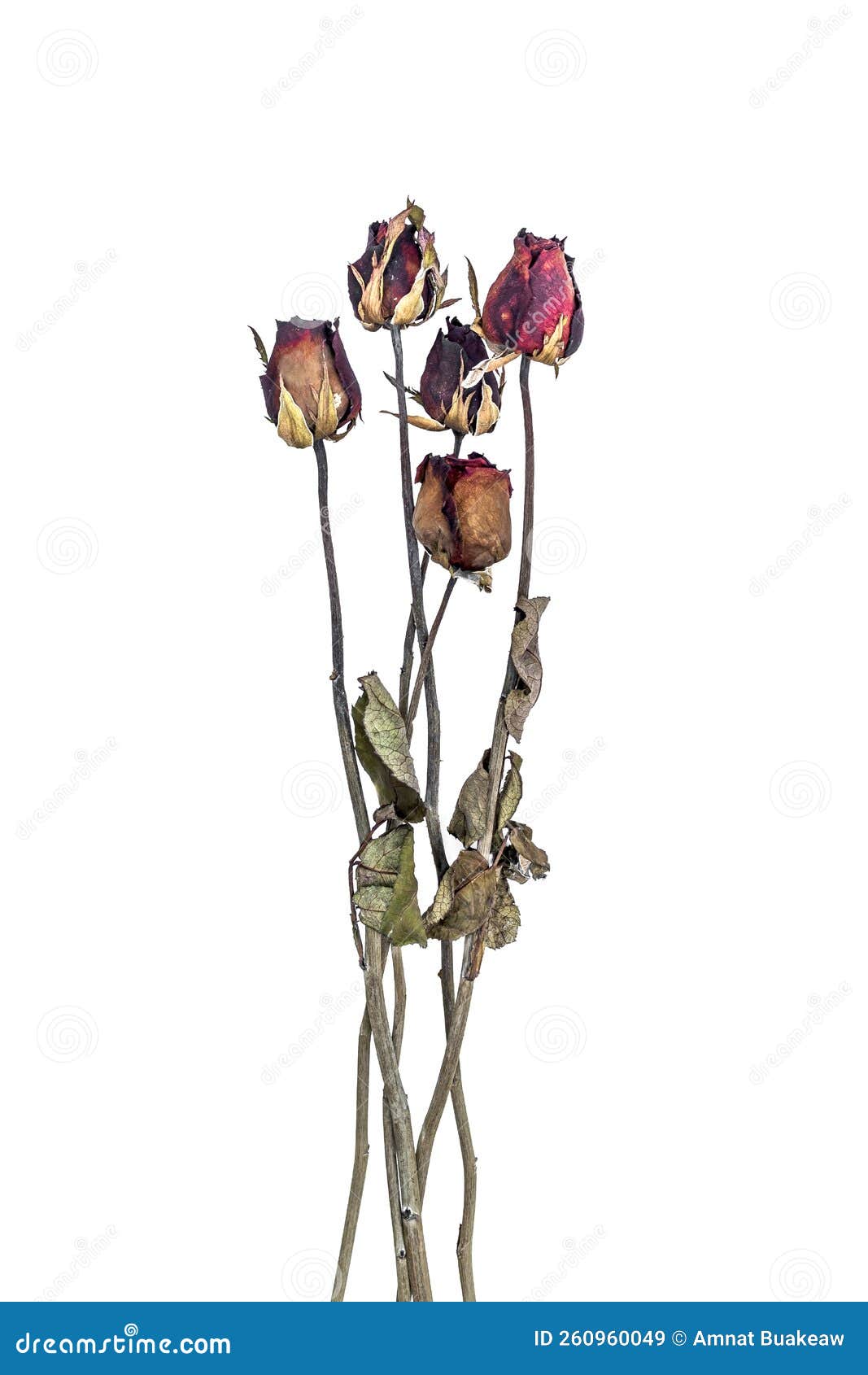 Rose. Dried Dead Flower Isolated On Black Background. Sample Of A ...