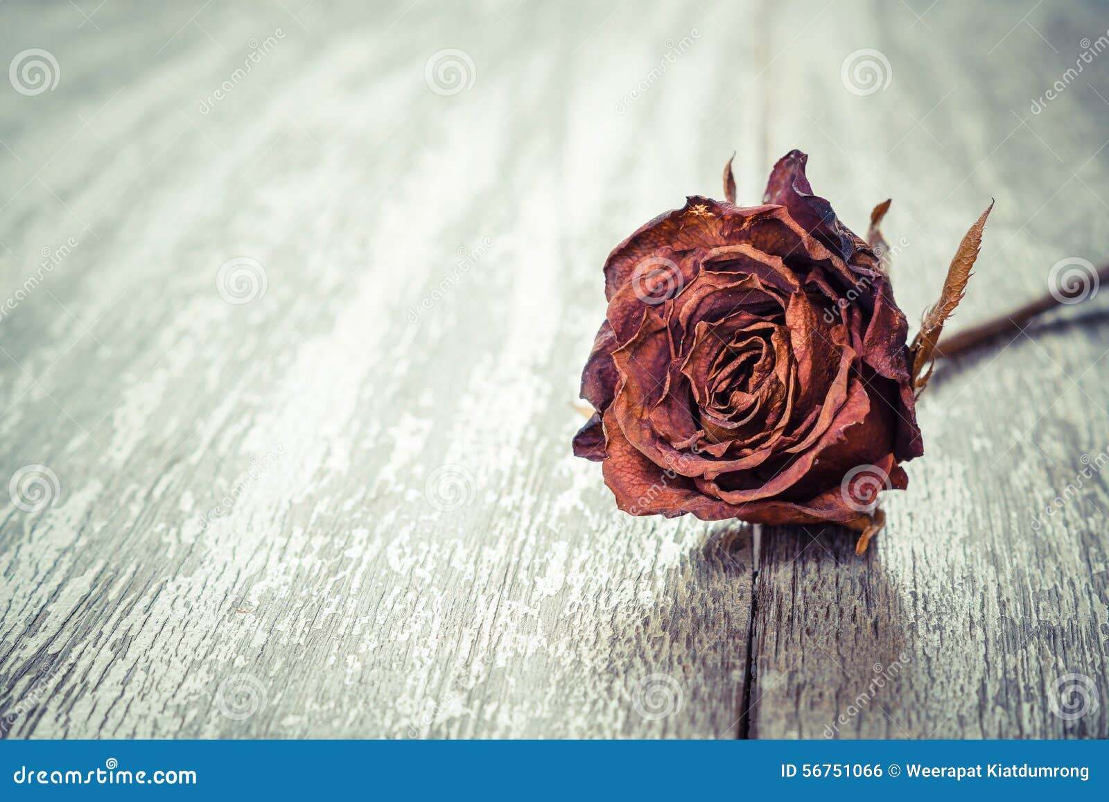 Dried Red Rose on Wood Plank Floor Stock Photo - Image of wooden ...