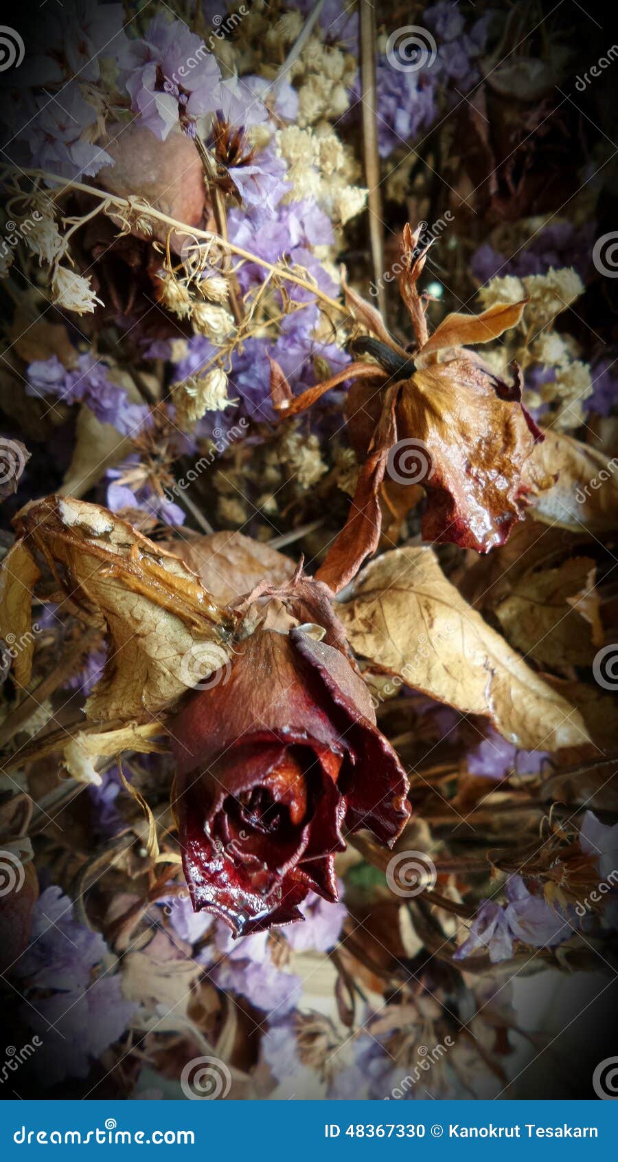 Dried red roses stock photo. Image of roses, rose, beauty - 48367330