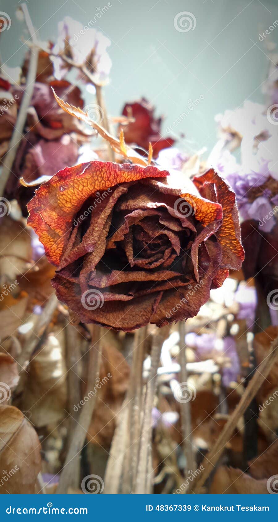 Dried red roses stock image. Image of petal, roses, plant - 48367339