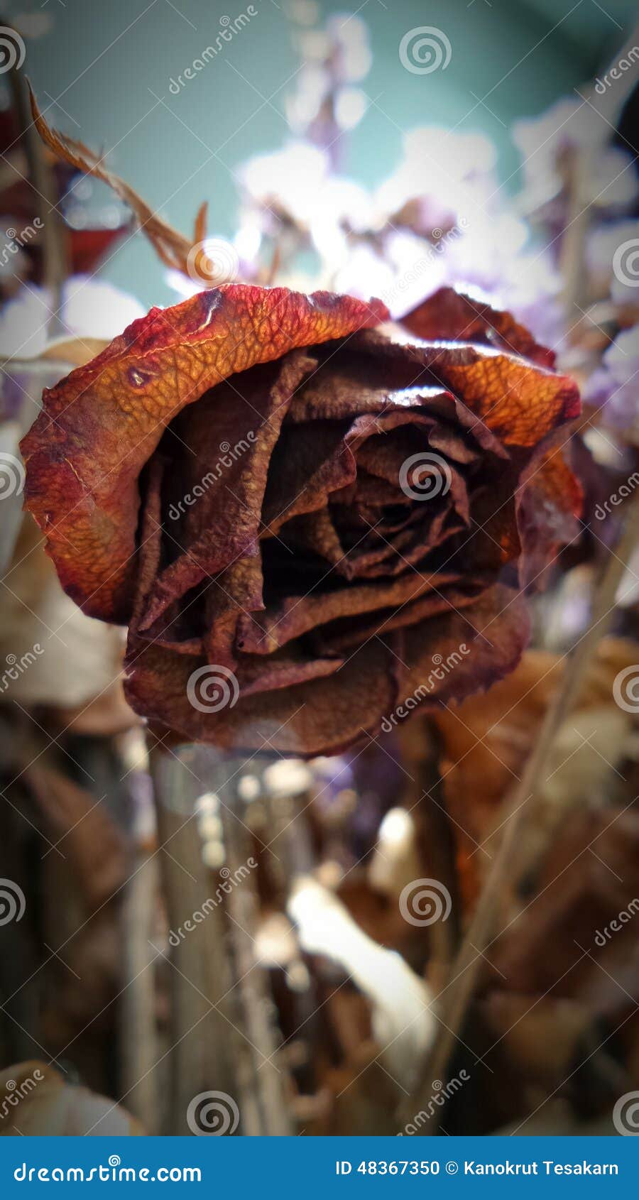 Dried red roses stock photo. Image of roses, dried, rose - 48367350