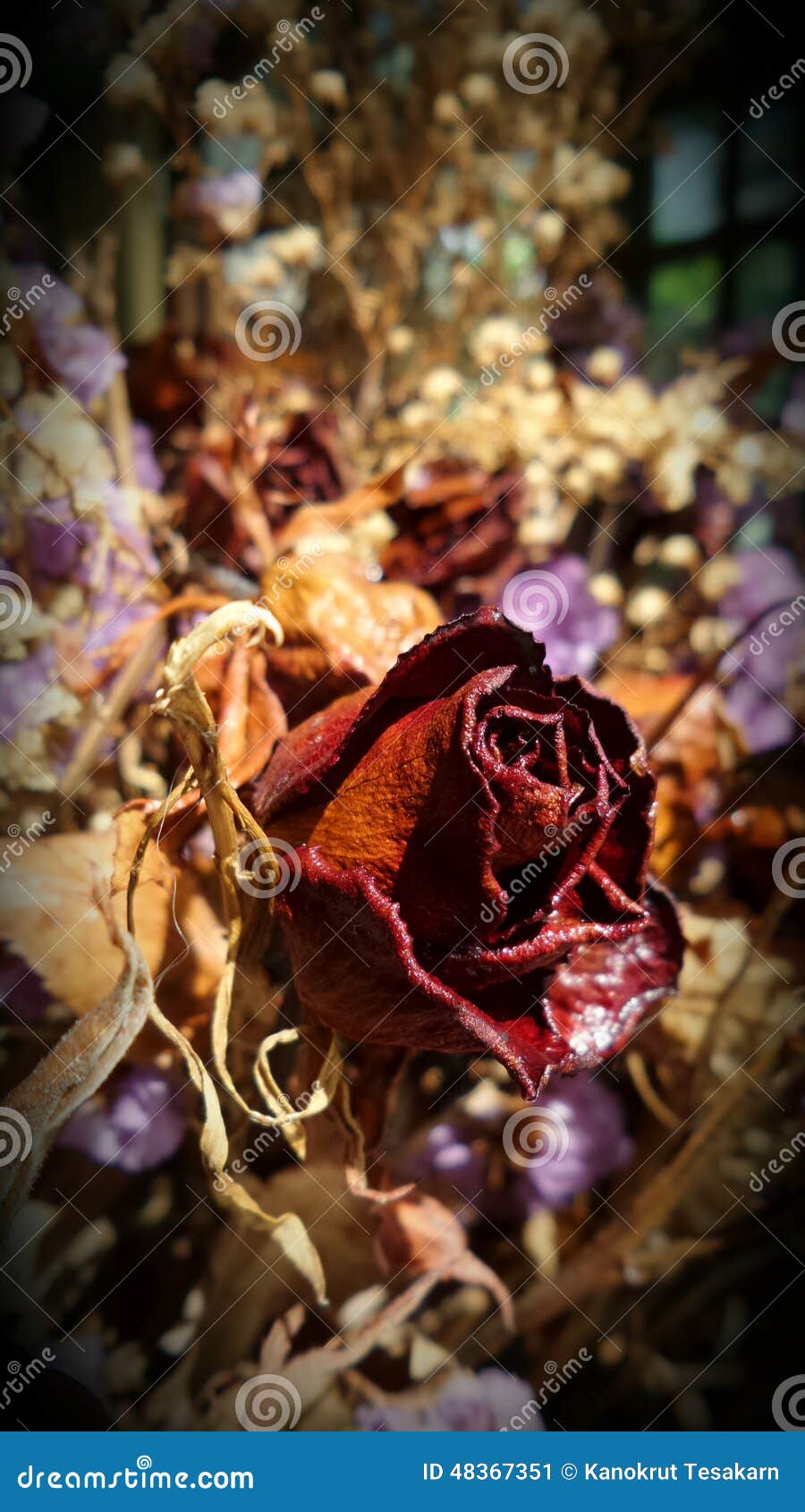 Dried red roses stock image. Image of petal, flower, floristry - 48367351