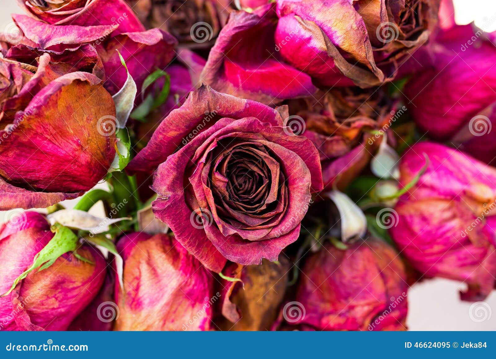 Dried red roses stock image. Image of fragrance, fragile - 46624095