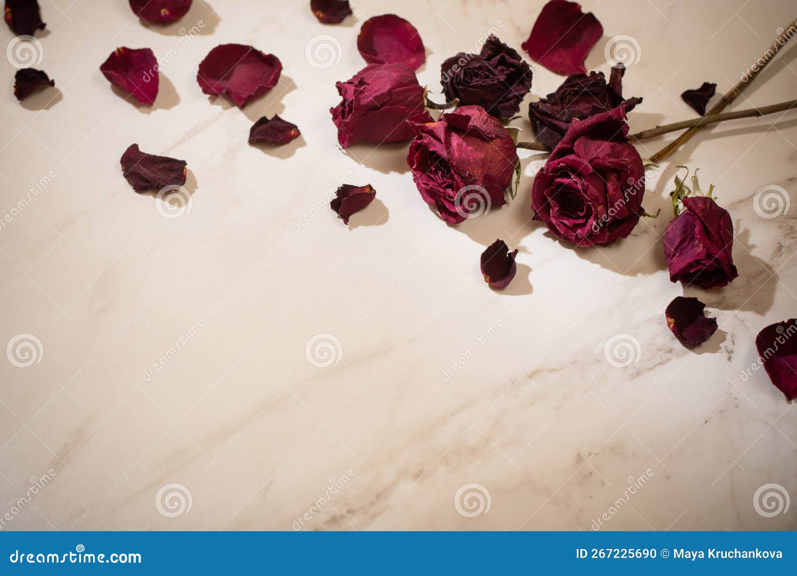 Dried Red Roses on Marble Background Stock Photo - Image of memory ...