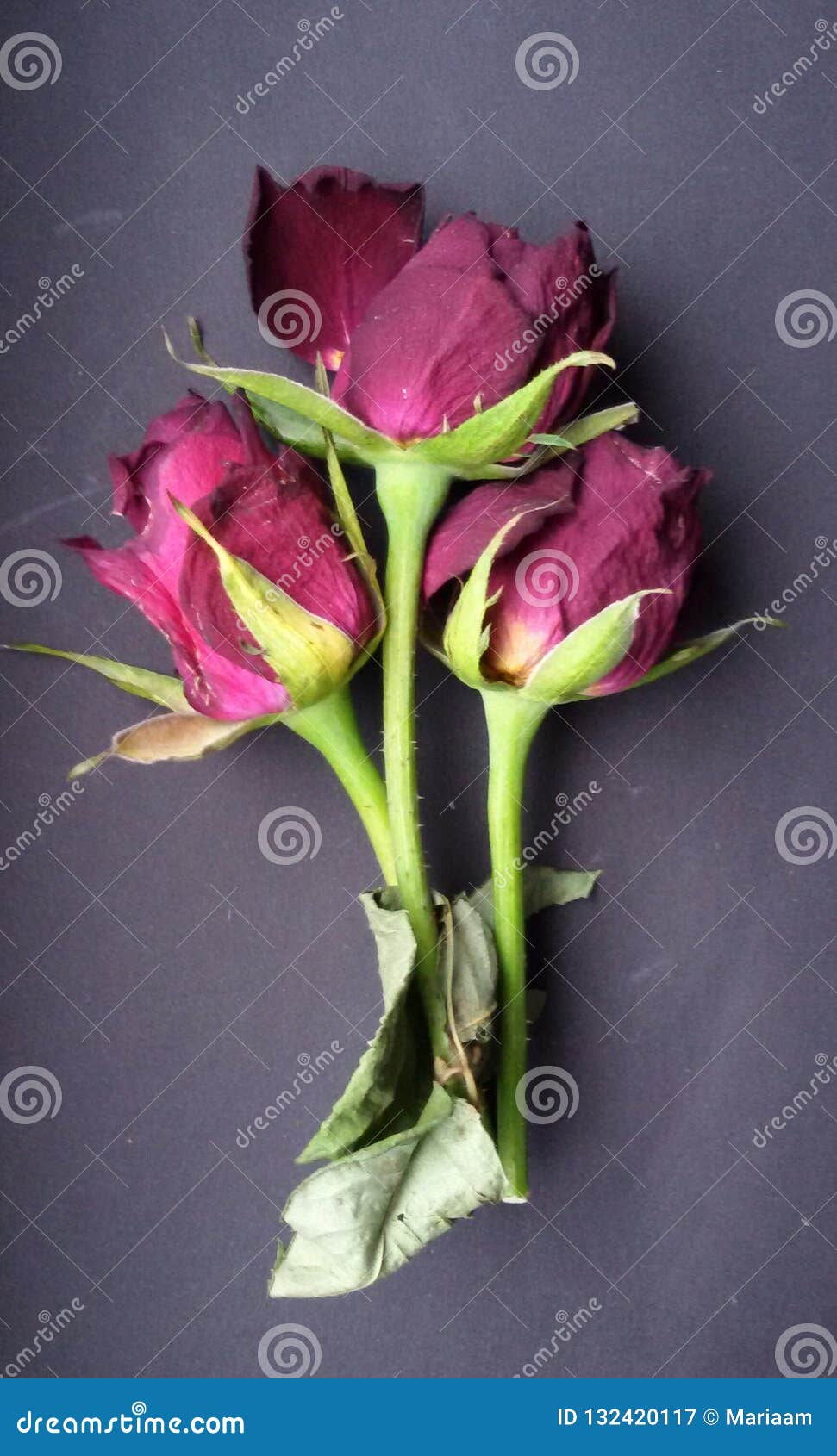 Dried Red Roses. Withered Flowers Over Dark Background. Stock Image ...
