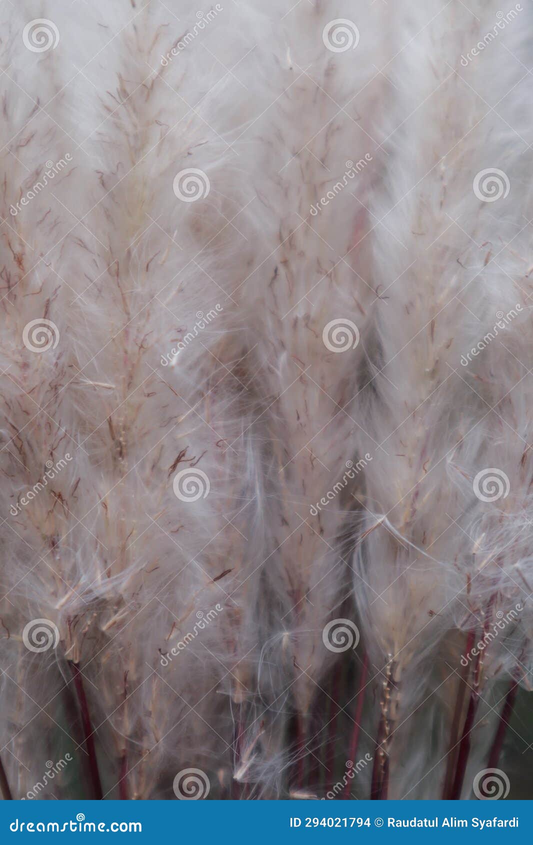 Dried Reed Flowers As a Beautiful Background, Abstract Background ...