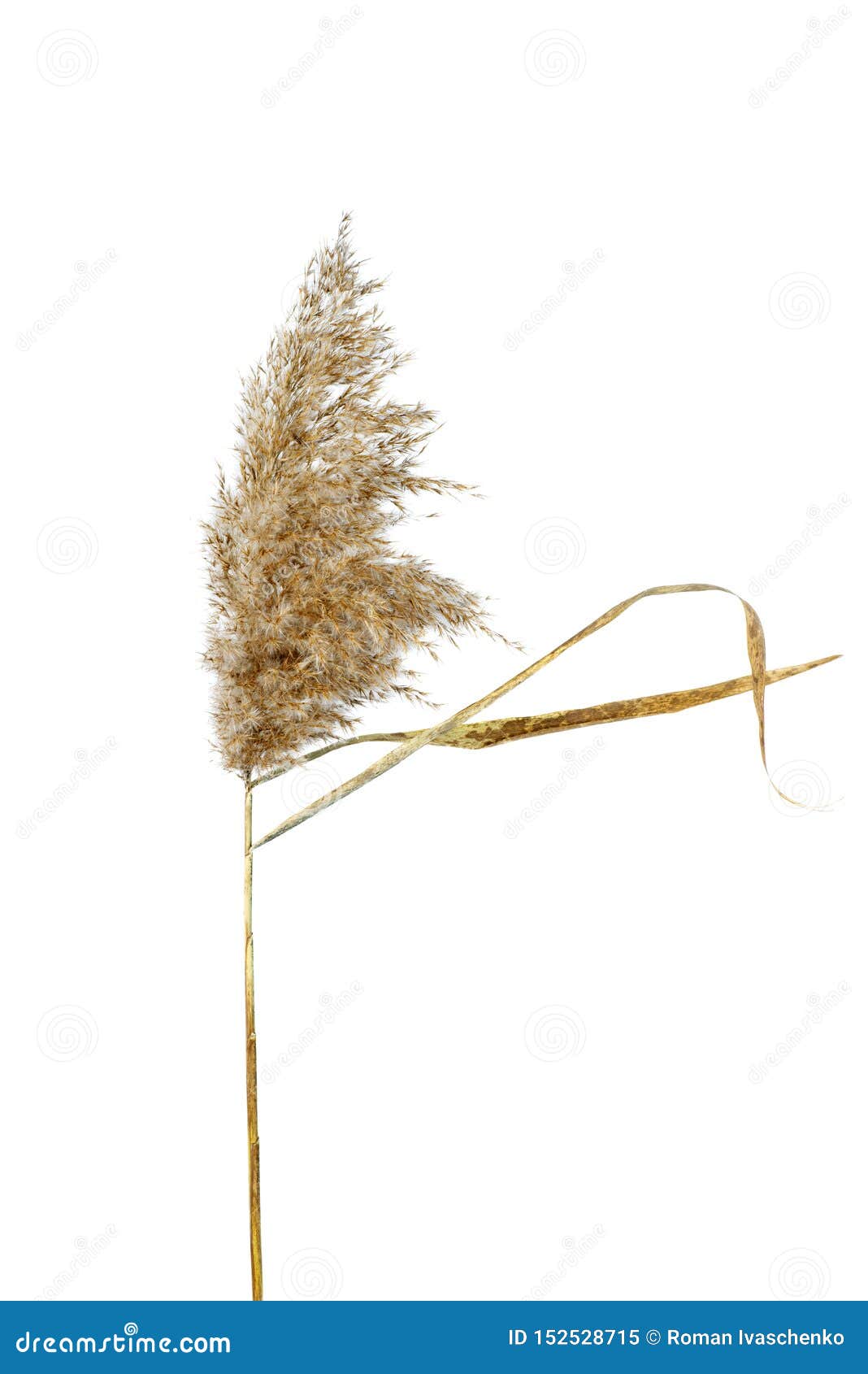 Reed Grass Isolated White Background Stock Photos - Download 678 ...
