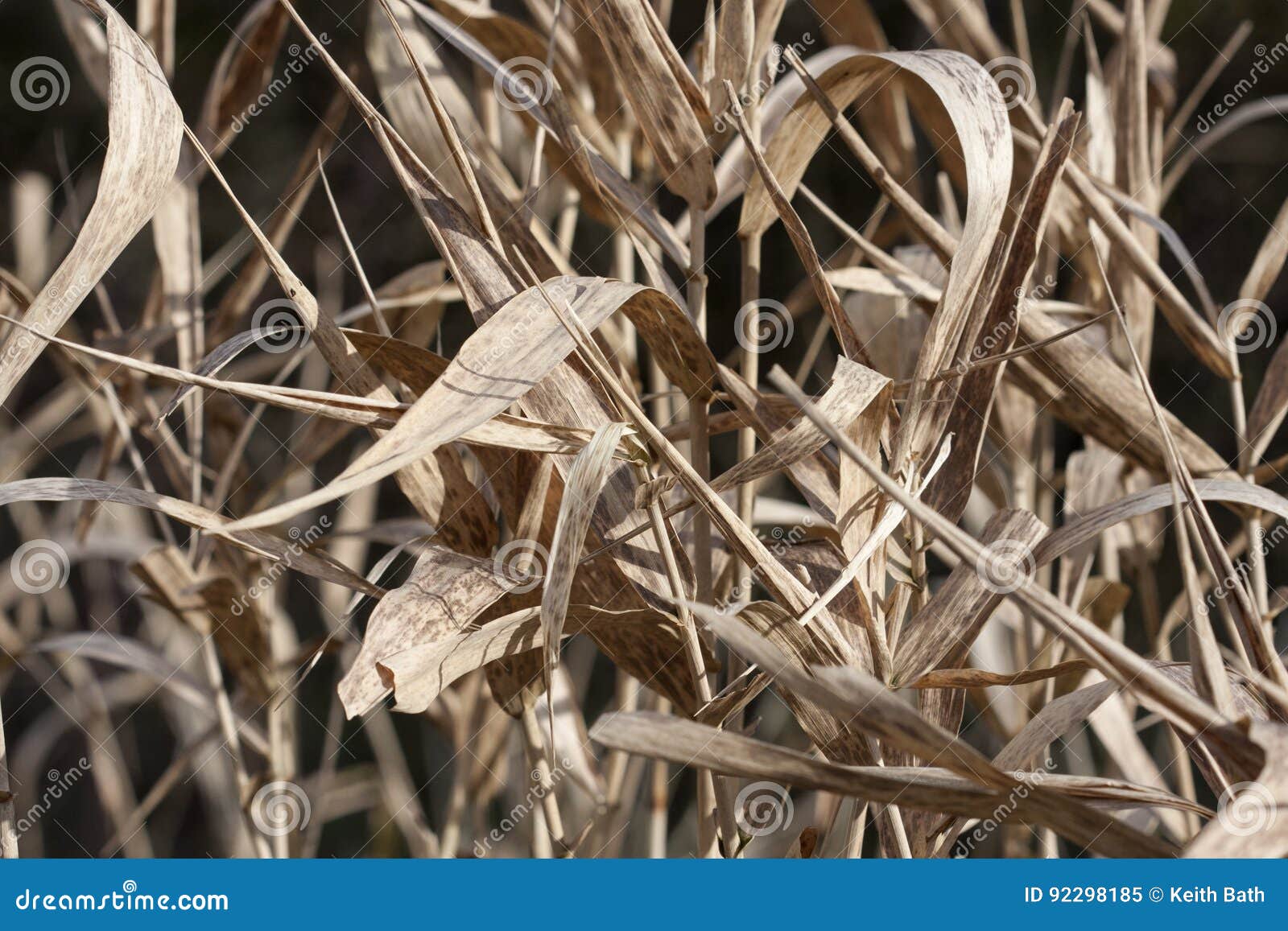 Dried reed leaves stock image. Image of natural, dried - 92298185