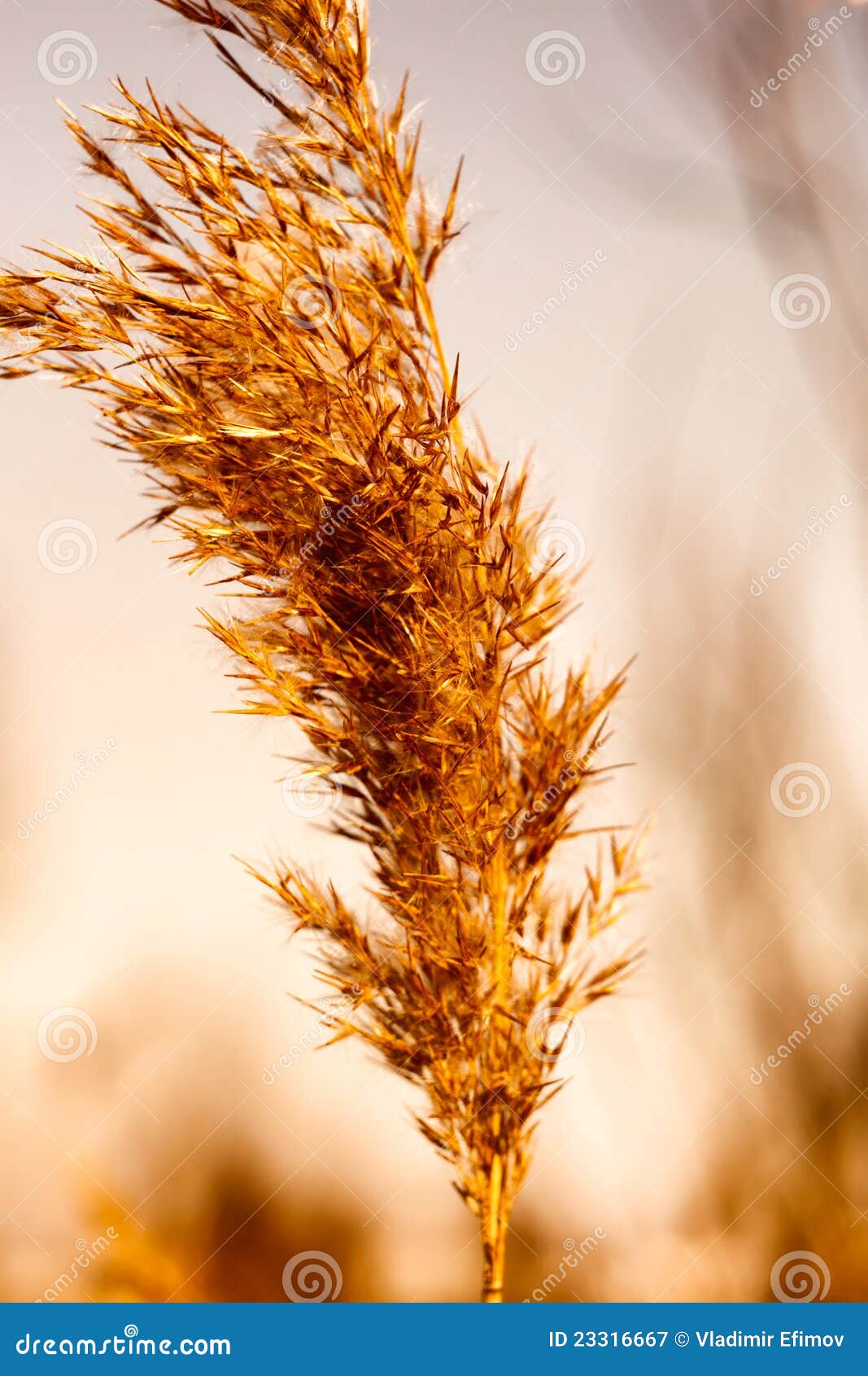 Dried reed in the winter stock image. Image of natural - 23316667