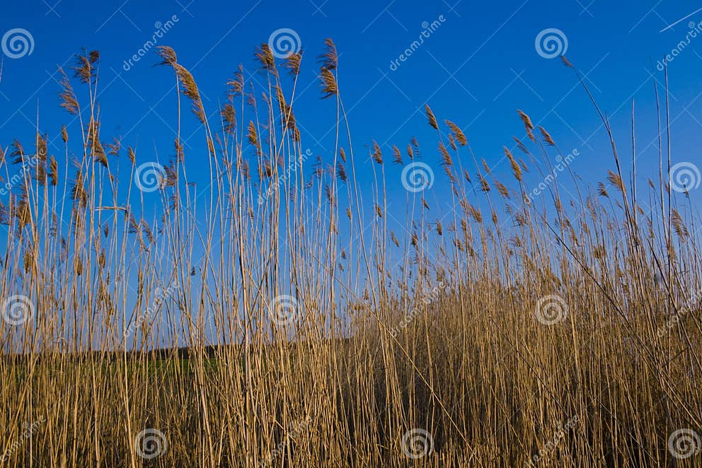 Dried Reeds stock image. Image of sway, grass, blowing - 2293663