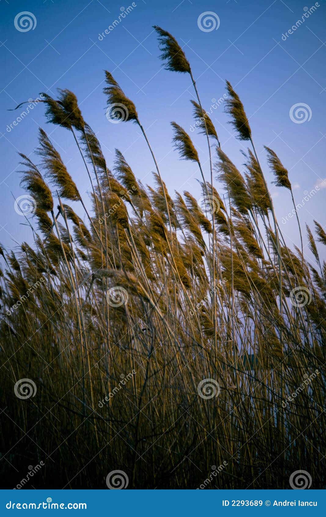 Dried Reeds stock image. Image of nature, tall, breezy - 2293689
