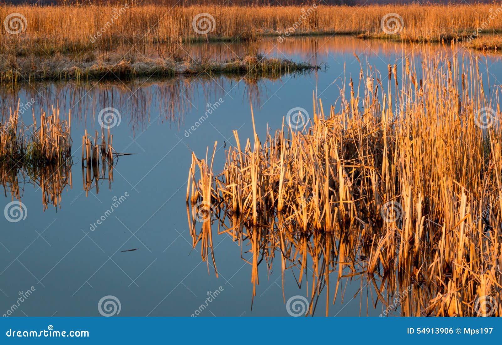 Dried Reeds at an Overgrowing Lake in Spring Stock Photo - Image of ...