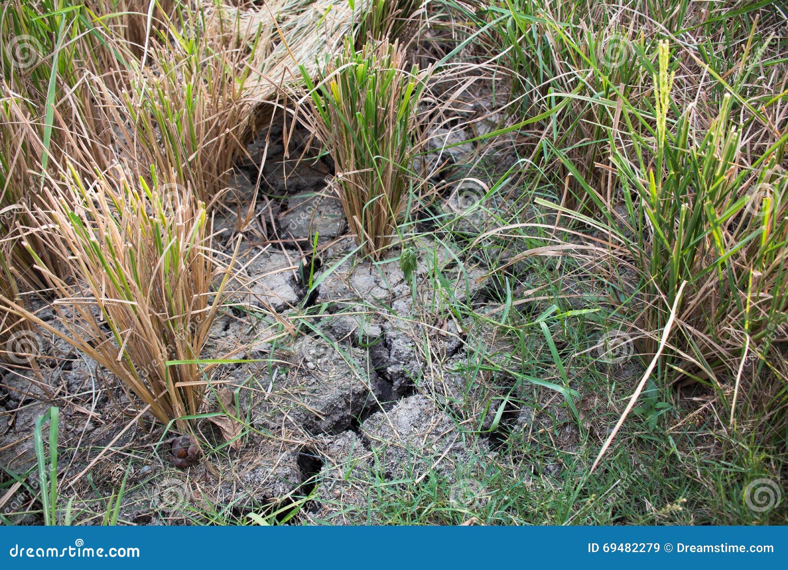 A dried rice field. stock image. Image of dried, farming - 69482279