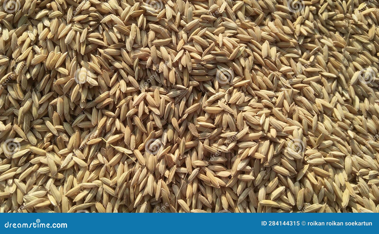 Dried rice seeds stock image. Image of flower, produce - 284144315