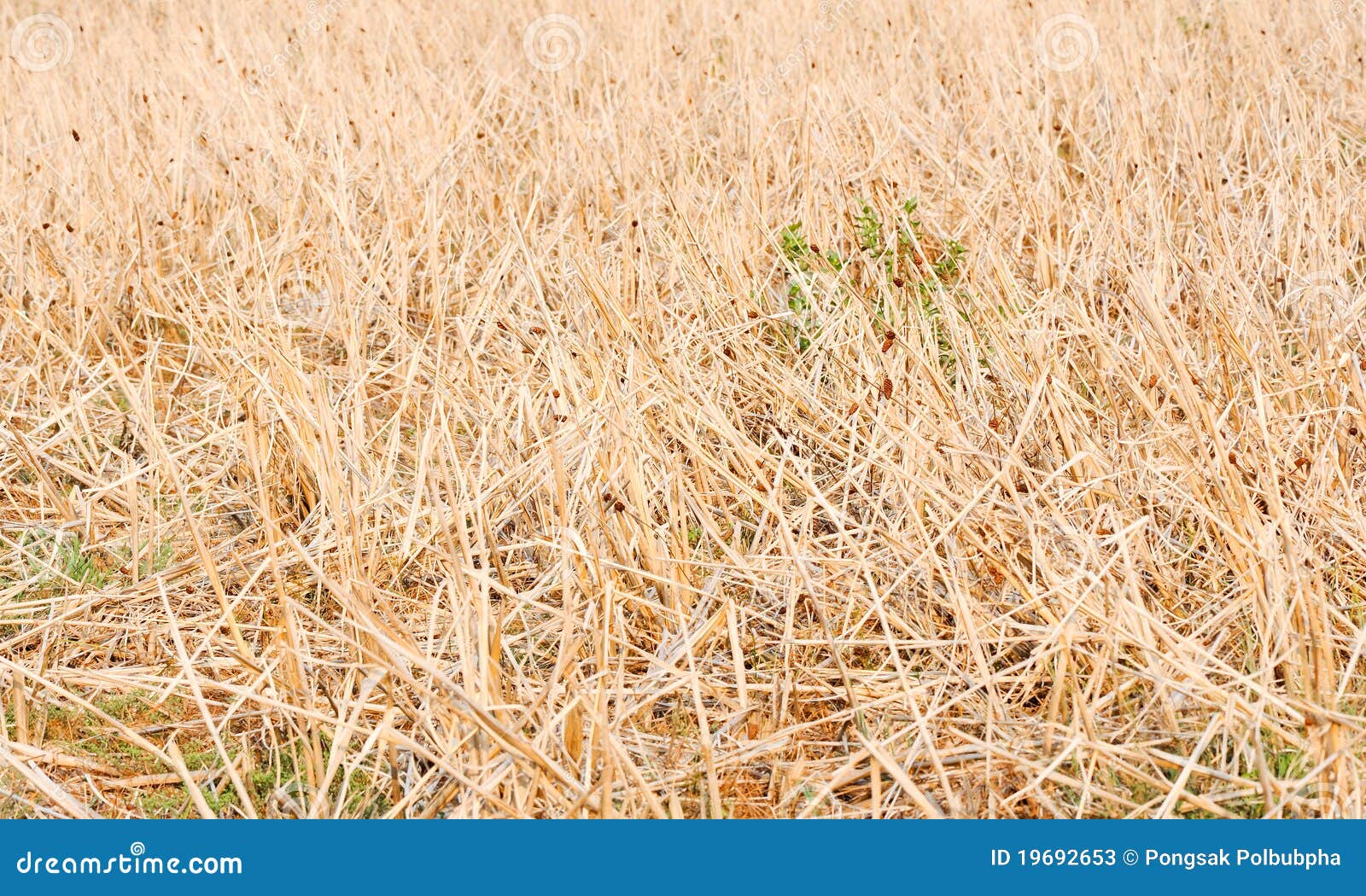 Dried rice straw stock image. Image of abstract, autumn - 19692653