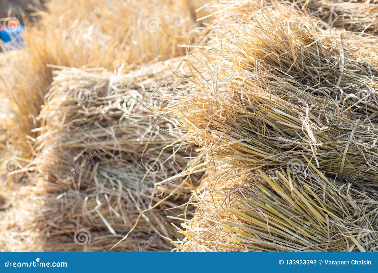 Dried rice straw bundle stock image. Image of pile, garden - 133933393