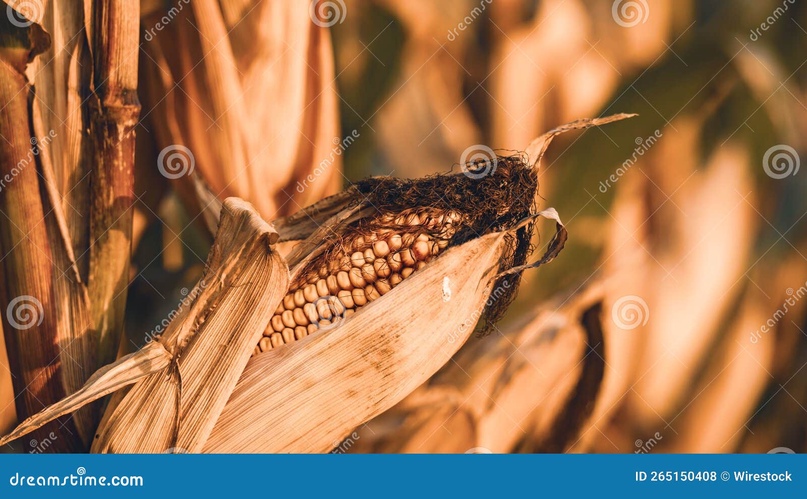 Dried, Ripe Corn on the Bush at Sunset Stock Photo - Image of farm ...