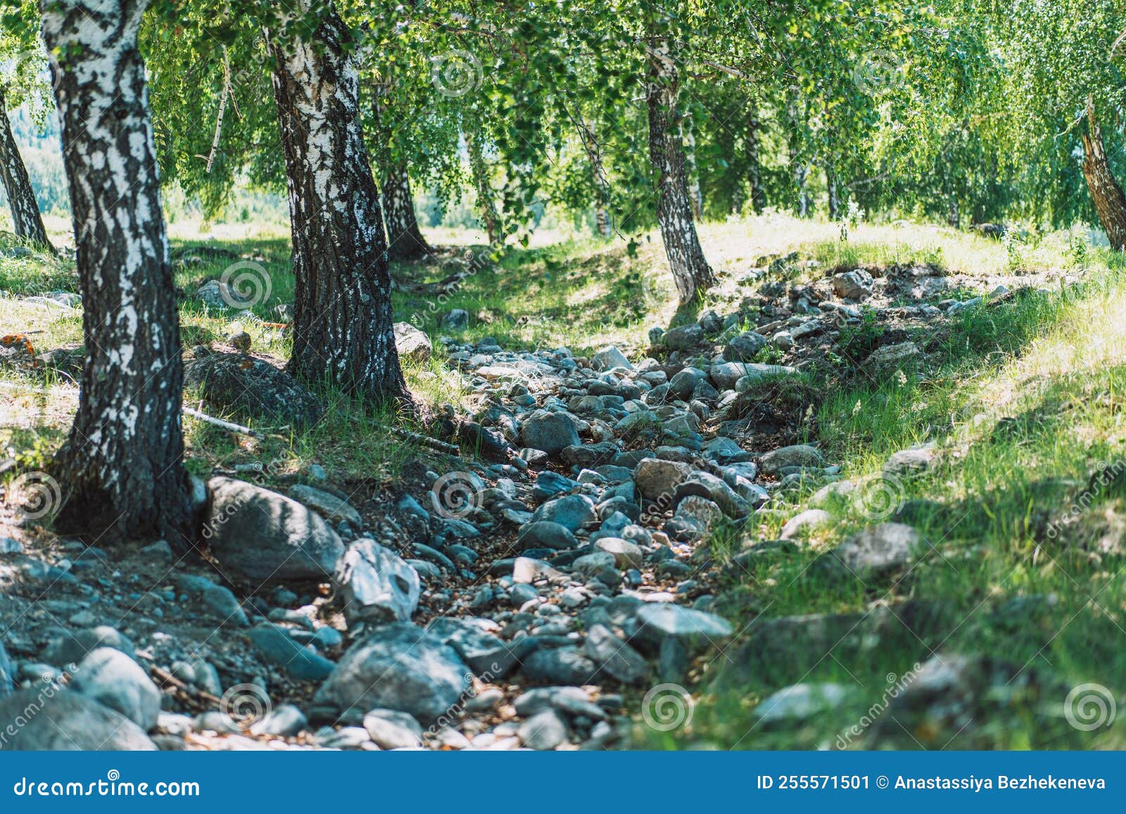 Dried River among Birches and Stone Paths Stock Image - Image of spring ...