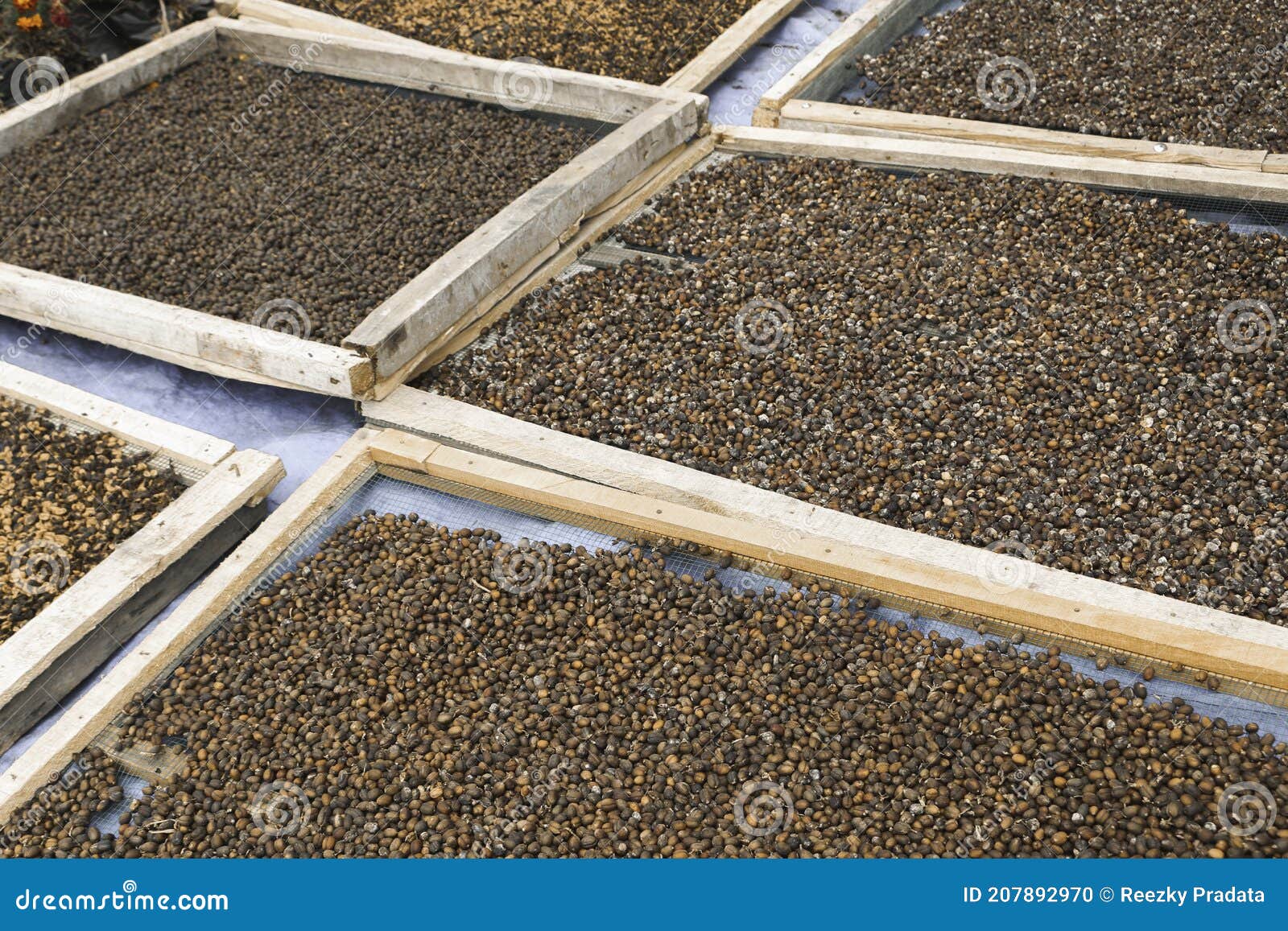 Dried Robusta Coffee Bean Cherry with Greenhouse Solar Drying System ...