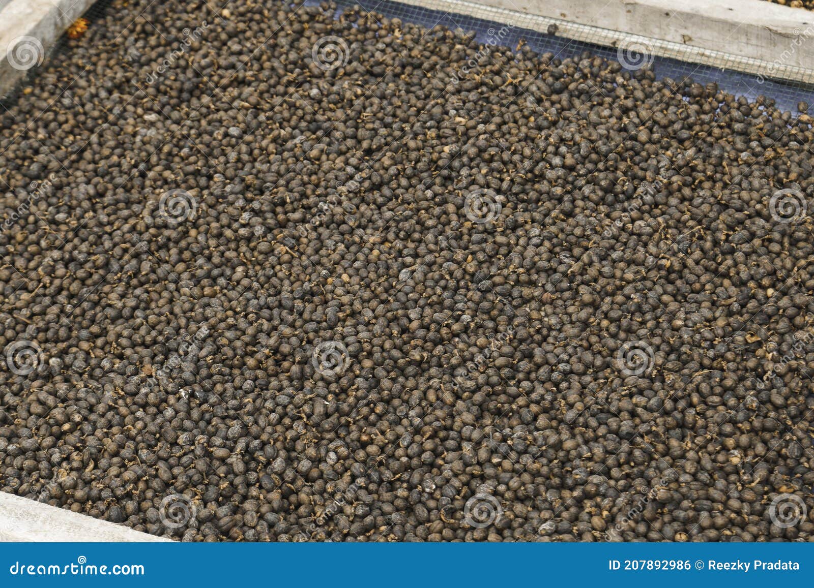 Dried Robusta Coffee Bean Cherry With Greenhouse Solar Drying System ...