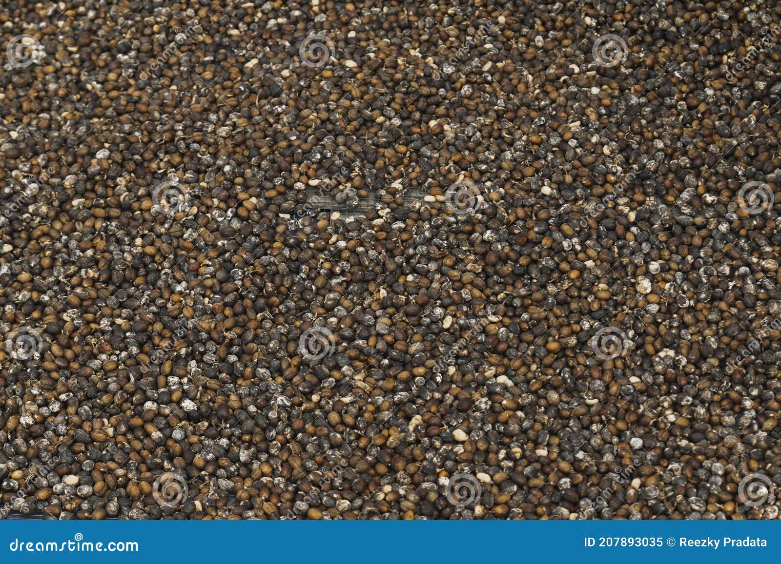 Dried Robusta Coffee Bean Cherry with Greenhouse Solar Drying System ...