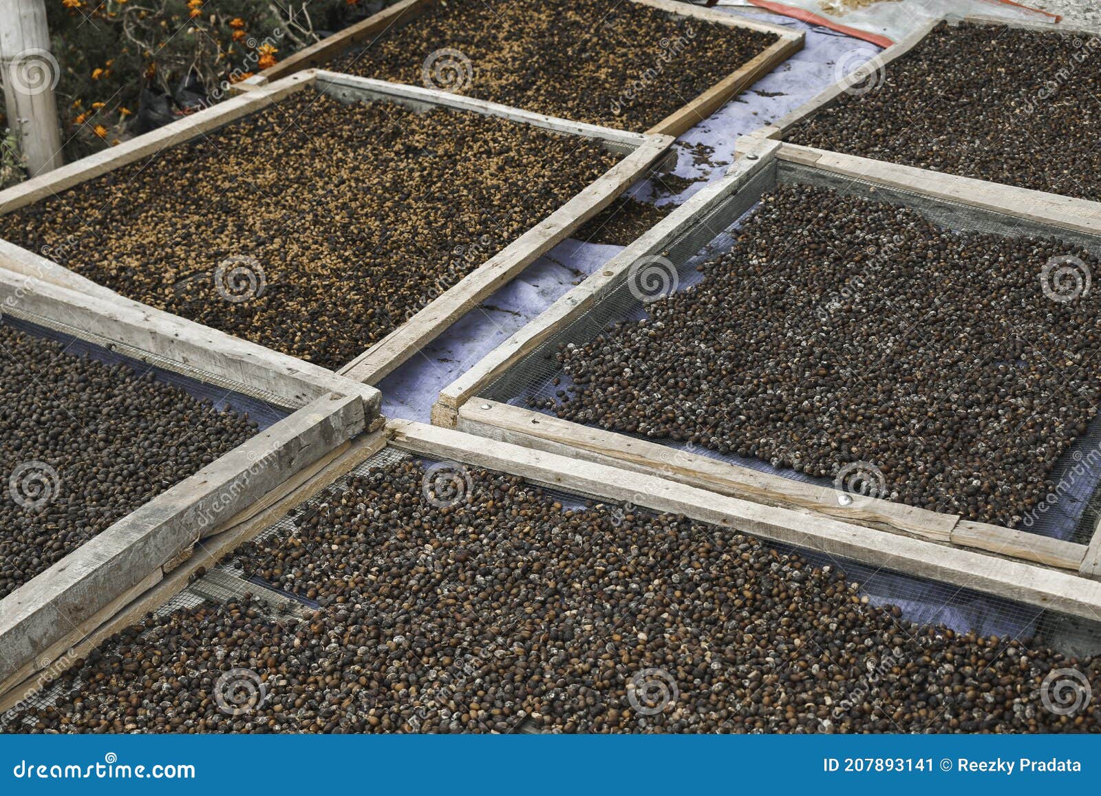 Dried Robusta Coffee Bean Cherry with Greenhouse Solar Drying System ...