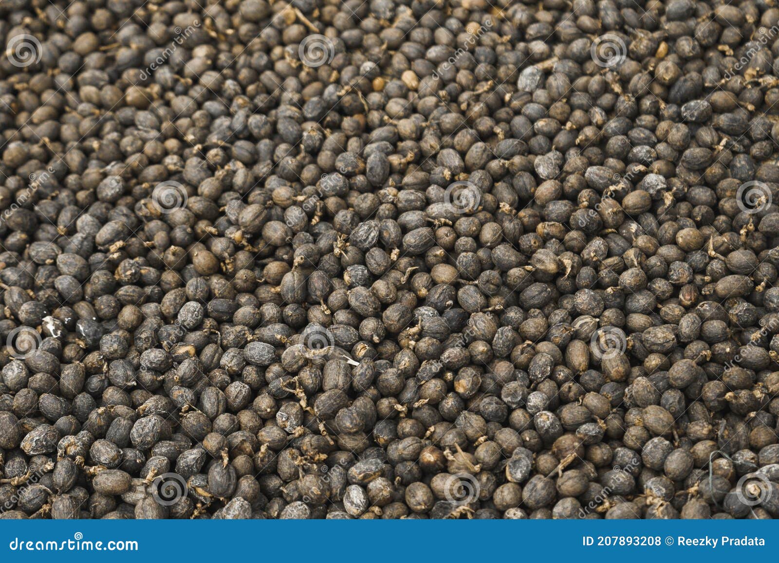 Dried Robusta Coffee Bean Cherry with Greenhouse Solar Drying System ...