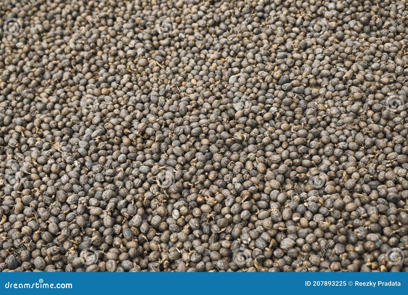 Dried Robusta Coffee Bean Cherry with Greenhouse Solar Drying System ...