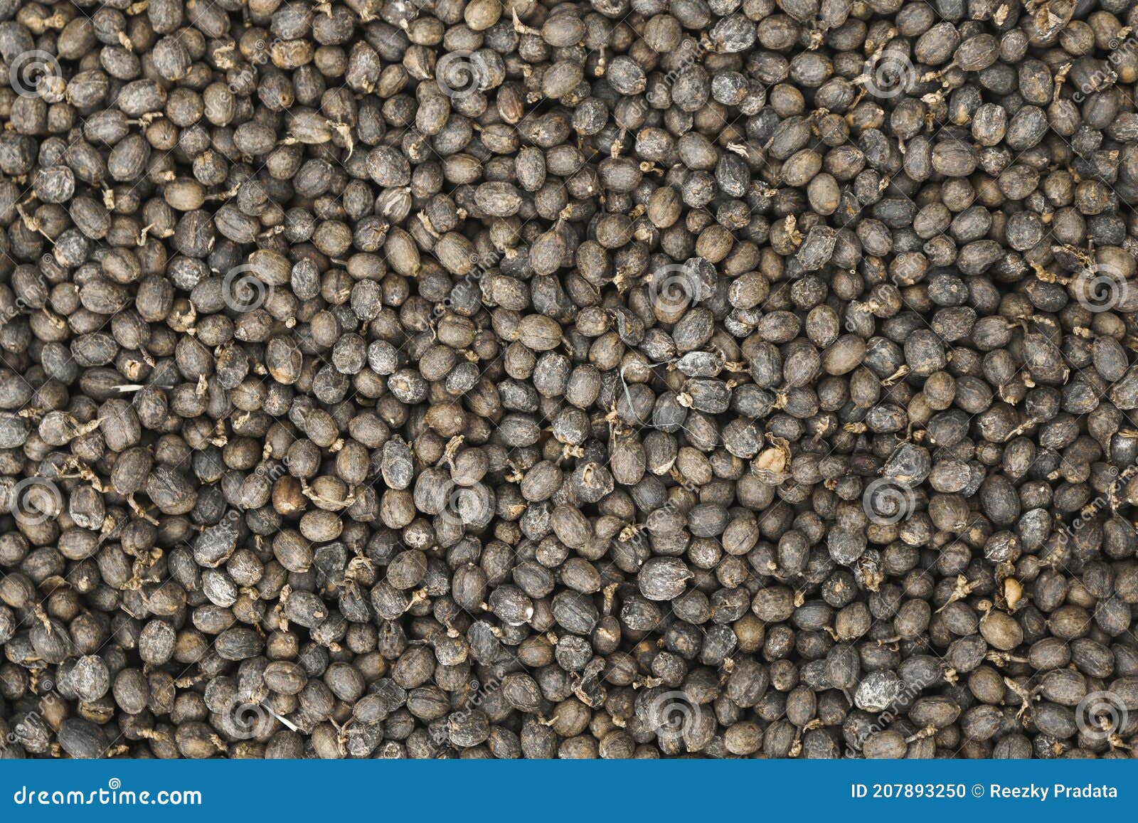 Dried Robusta Coffee Bean Cherry with Greenhouse Solar Drying System ...