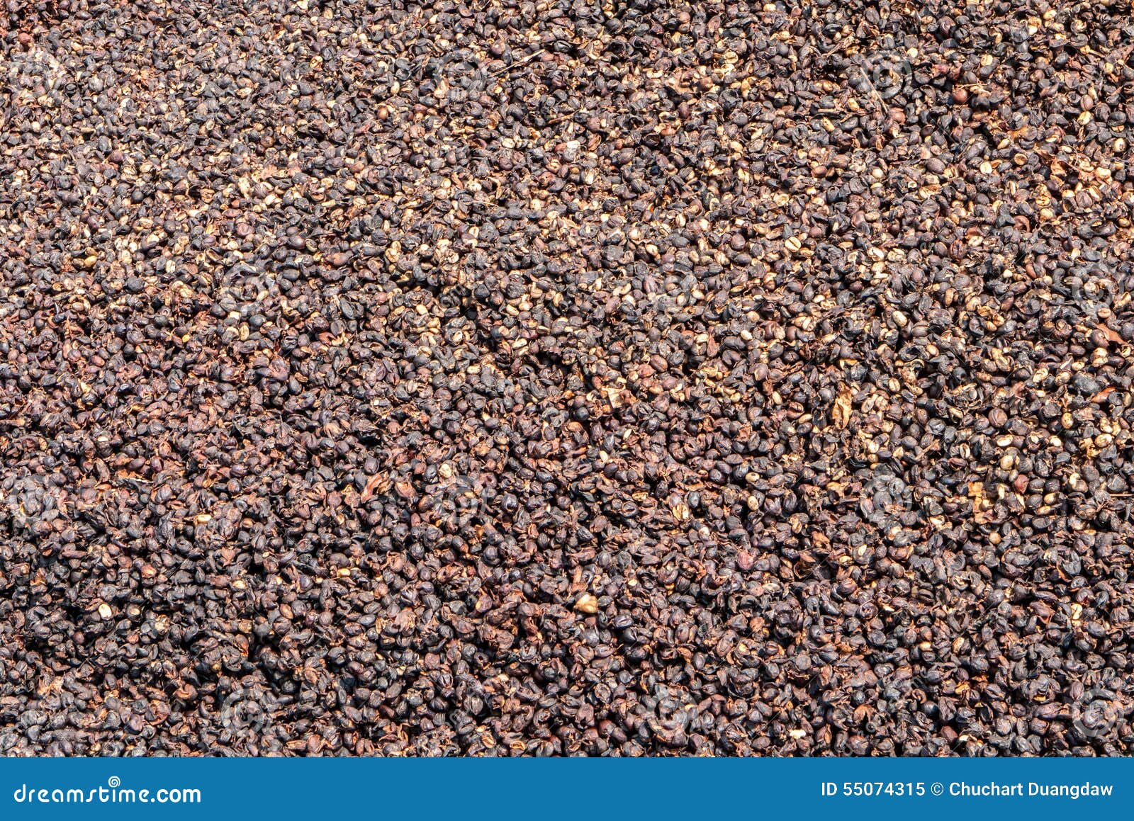 Dried Robusta Coffee Bean Cherry With Greenhouse Solar Drying System ...