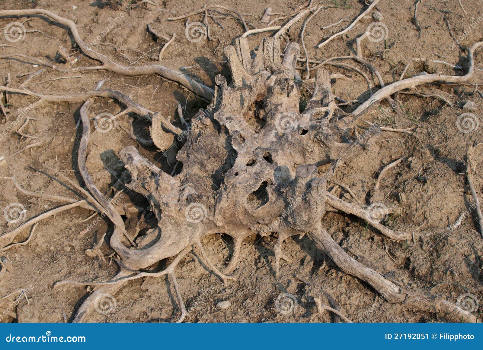 Dried root tree stock image. Image of root, dried, decrepit - 27192051