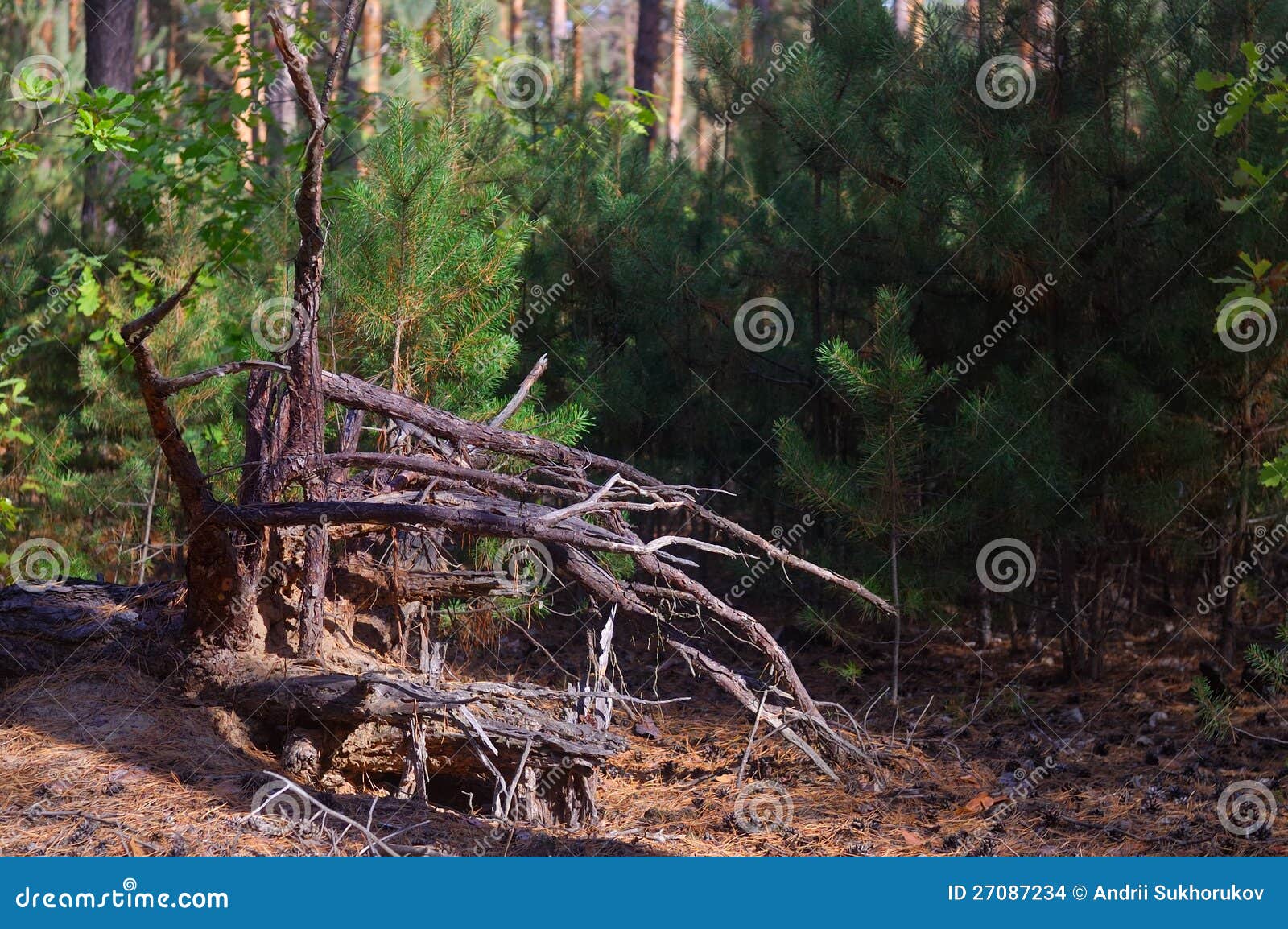 Dried roots stock photo. Image of pine, coniferous, tree - 27087234