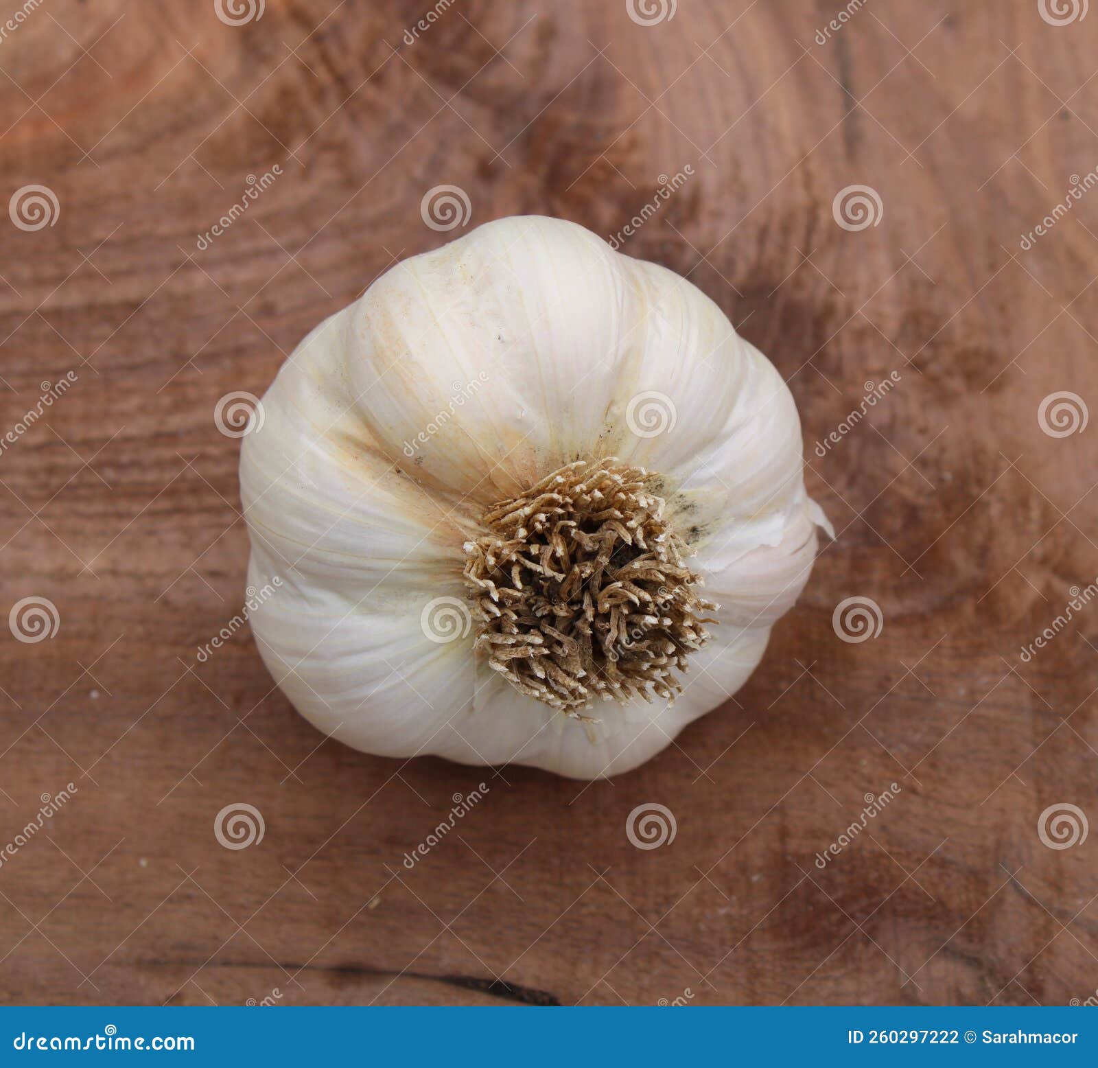 Dried Roots on the Bottom of a Garlic Bulb Stock Photo - Image of dried ...