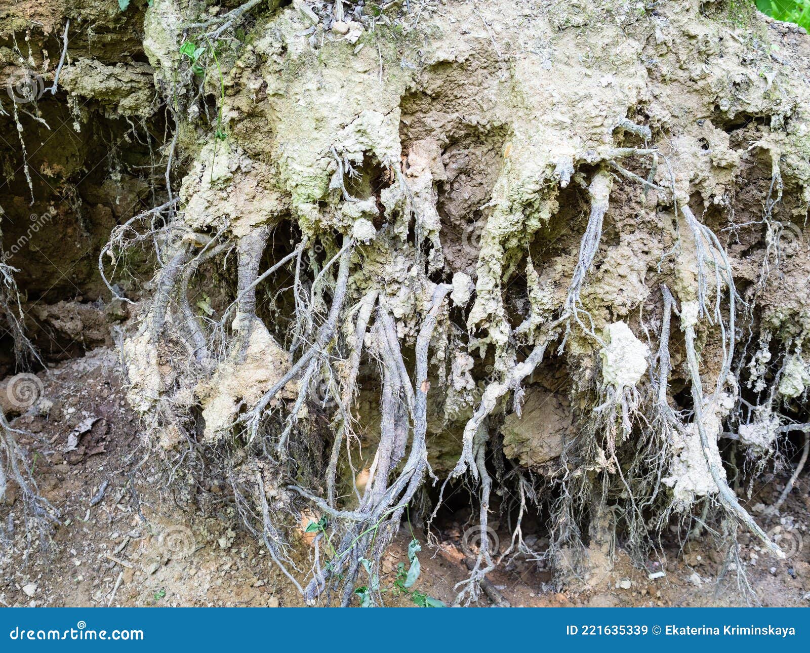 Dried Roots of Fallen Uprooted Tree Close Up Stock Image - Image of ...