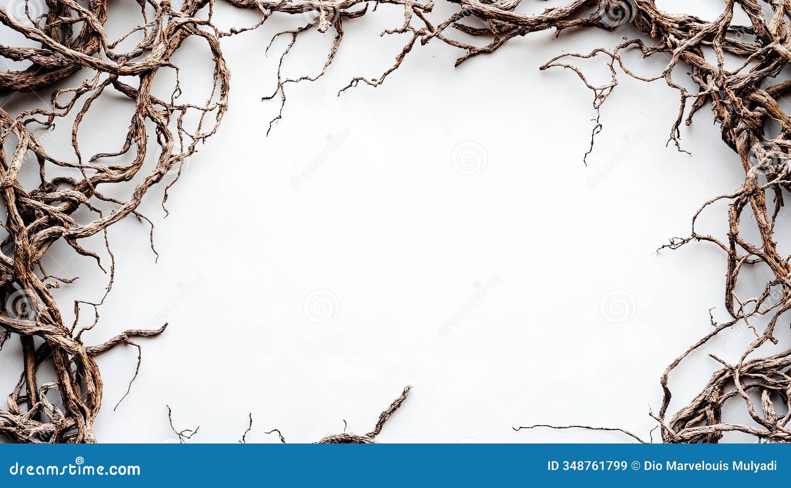 Dried Roots Frame on White Background Stock Image - Image of border ...
