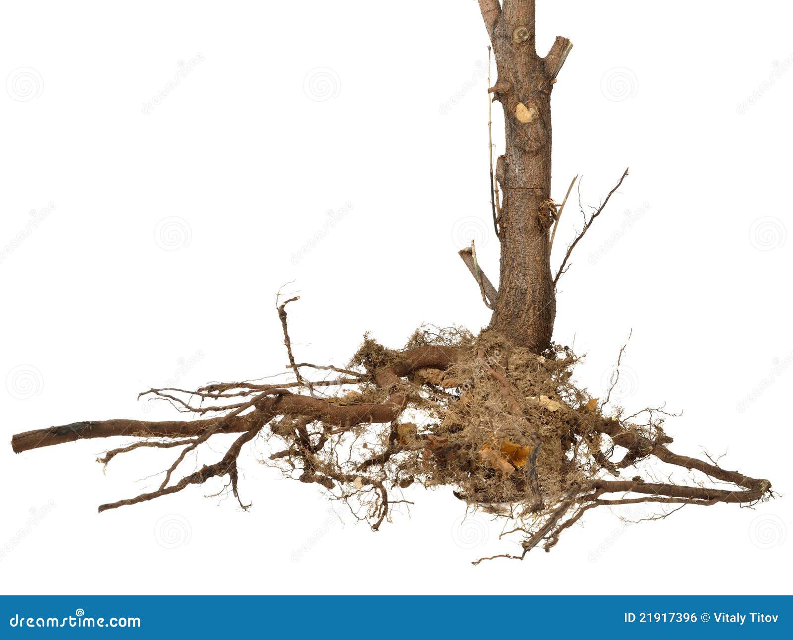 Dried Roots and Stem Isolated Stock Photo - Image of dead, feed: 21917396
