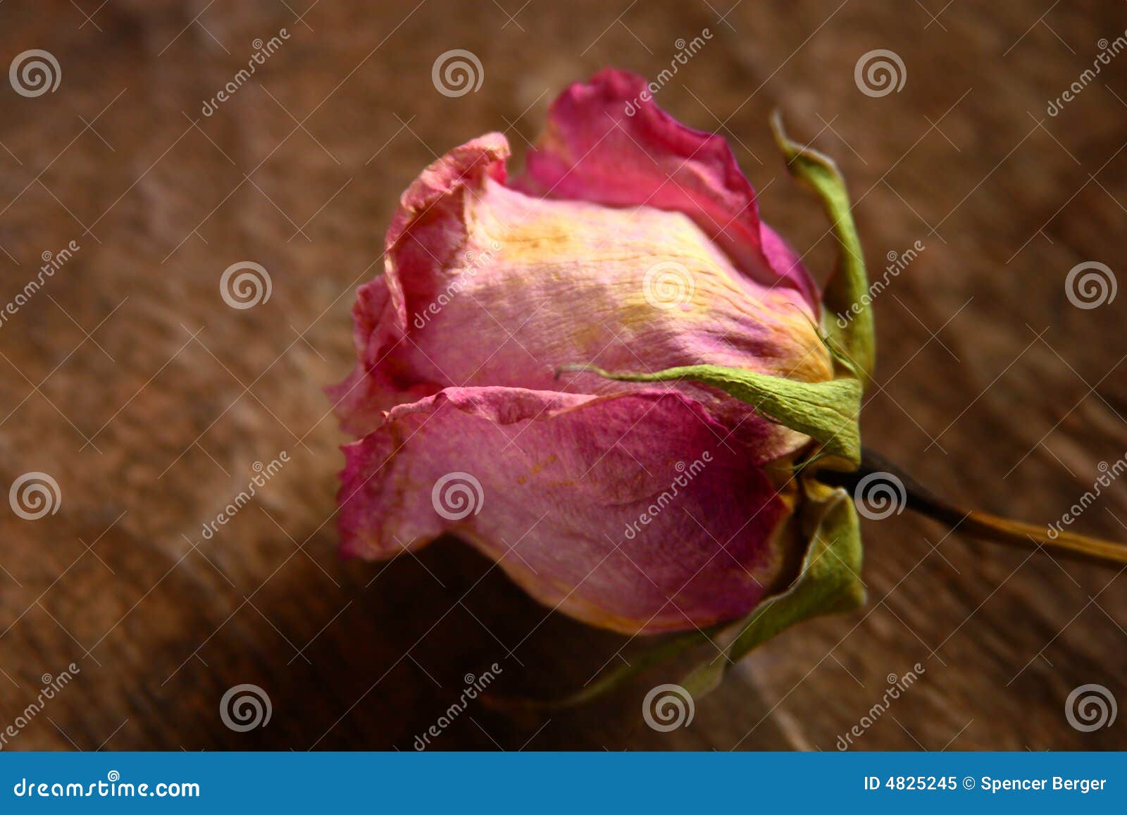 Dried Red Rose Isolated On White Background. PNG Available Royalty-Free ...