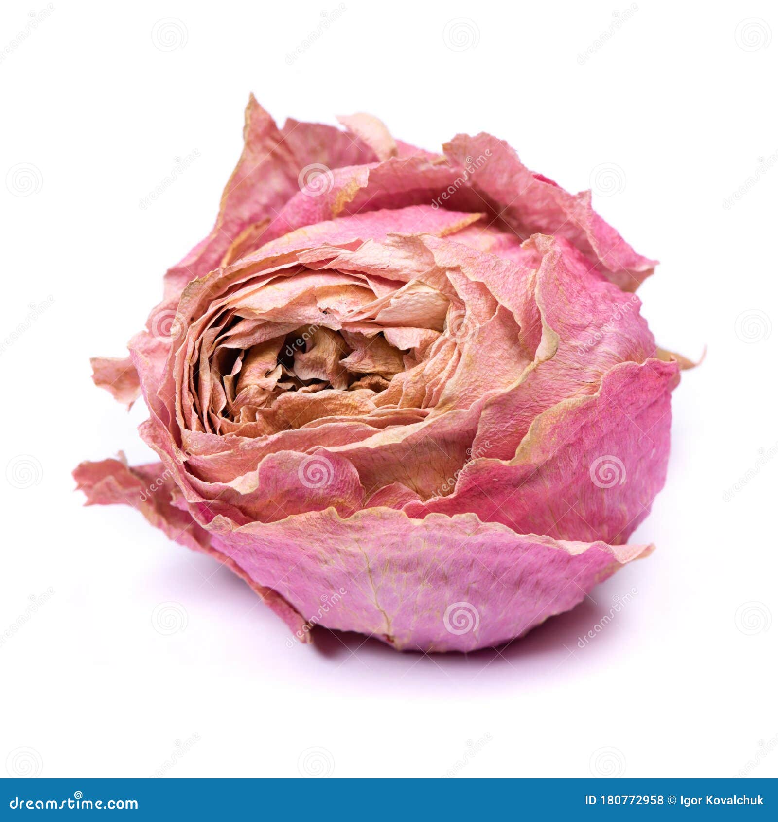 Dried rose bud stock photo. Image of flower, natural - 180772958