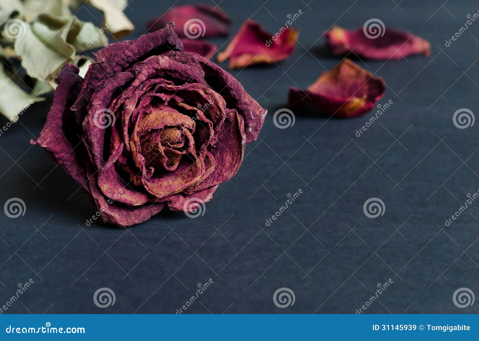 Dried rose, Dead rose stock image. Image of beautiful - 31145939