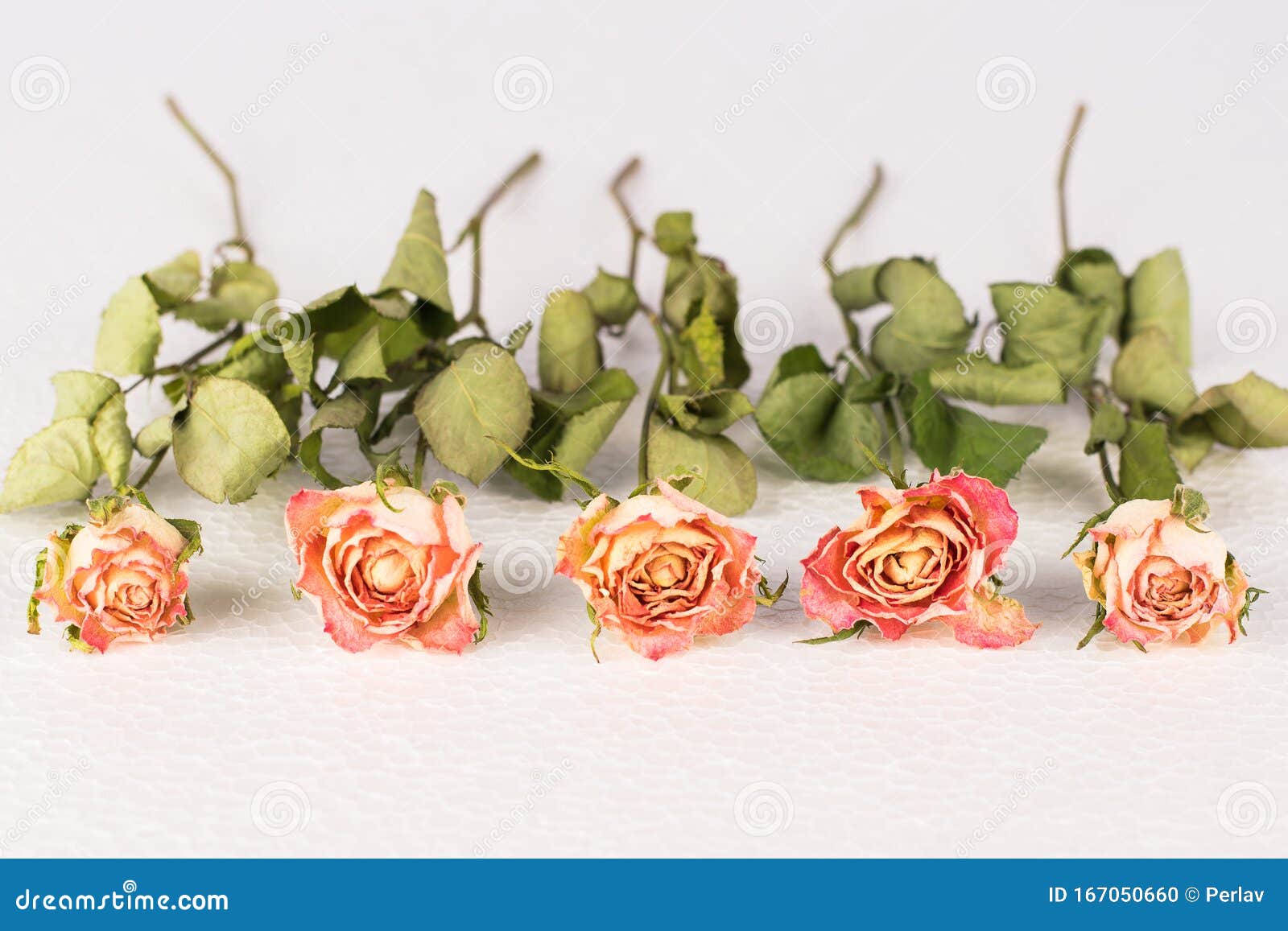 Dried Rose Flowers Arranged in a Row Stock Photo - Image of elegant ...