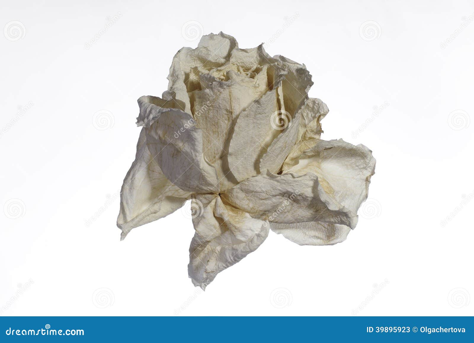 Dried Rose Isolated - Stock Image Stock Image - Image of petal ...