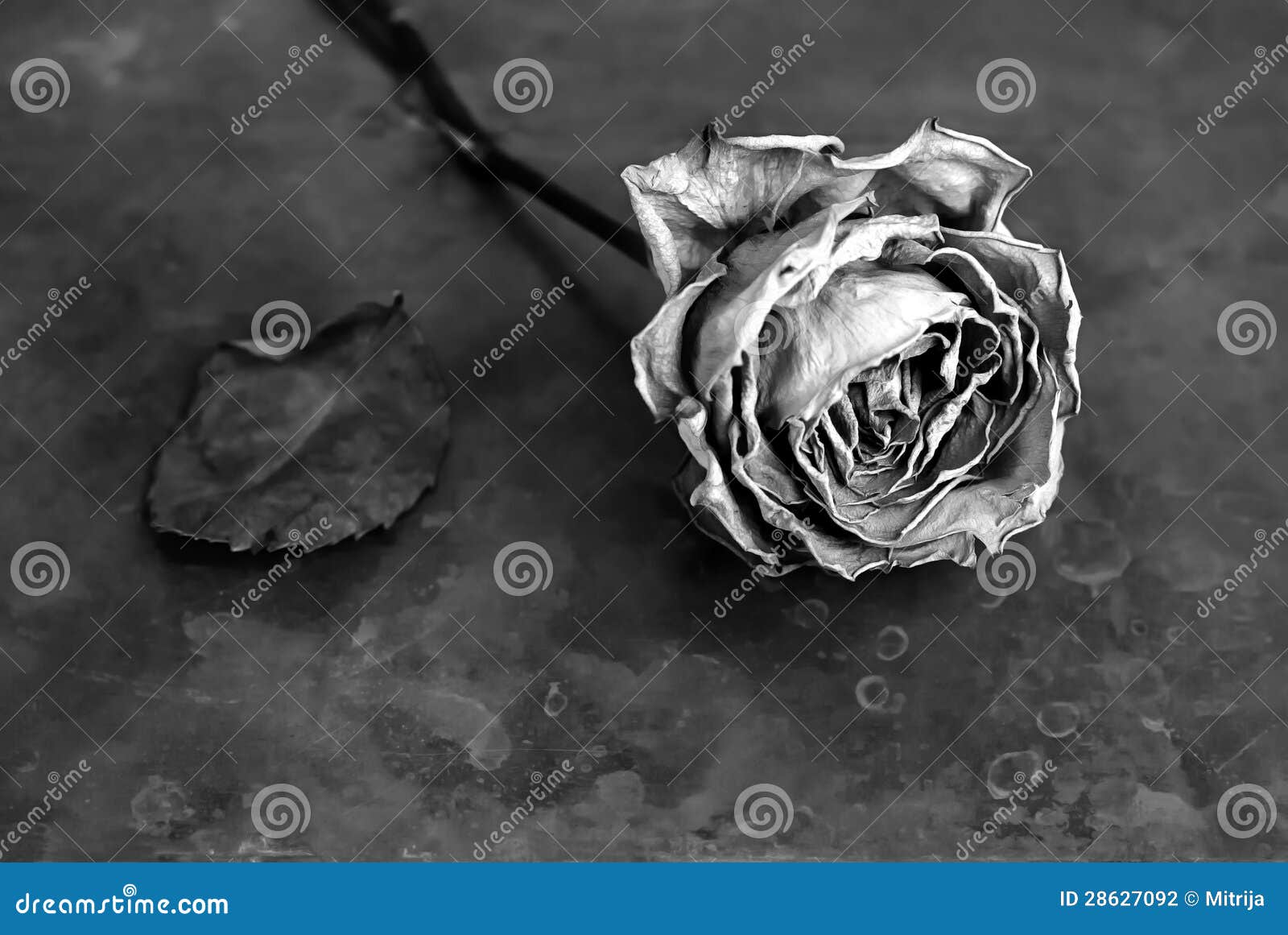 Dried Red Rose Isolated On White Background. PNG Available Royalty-Free ...