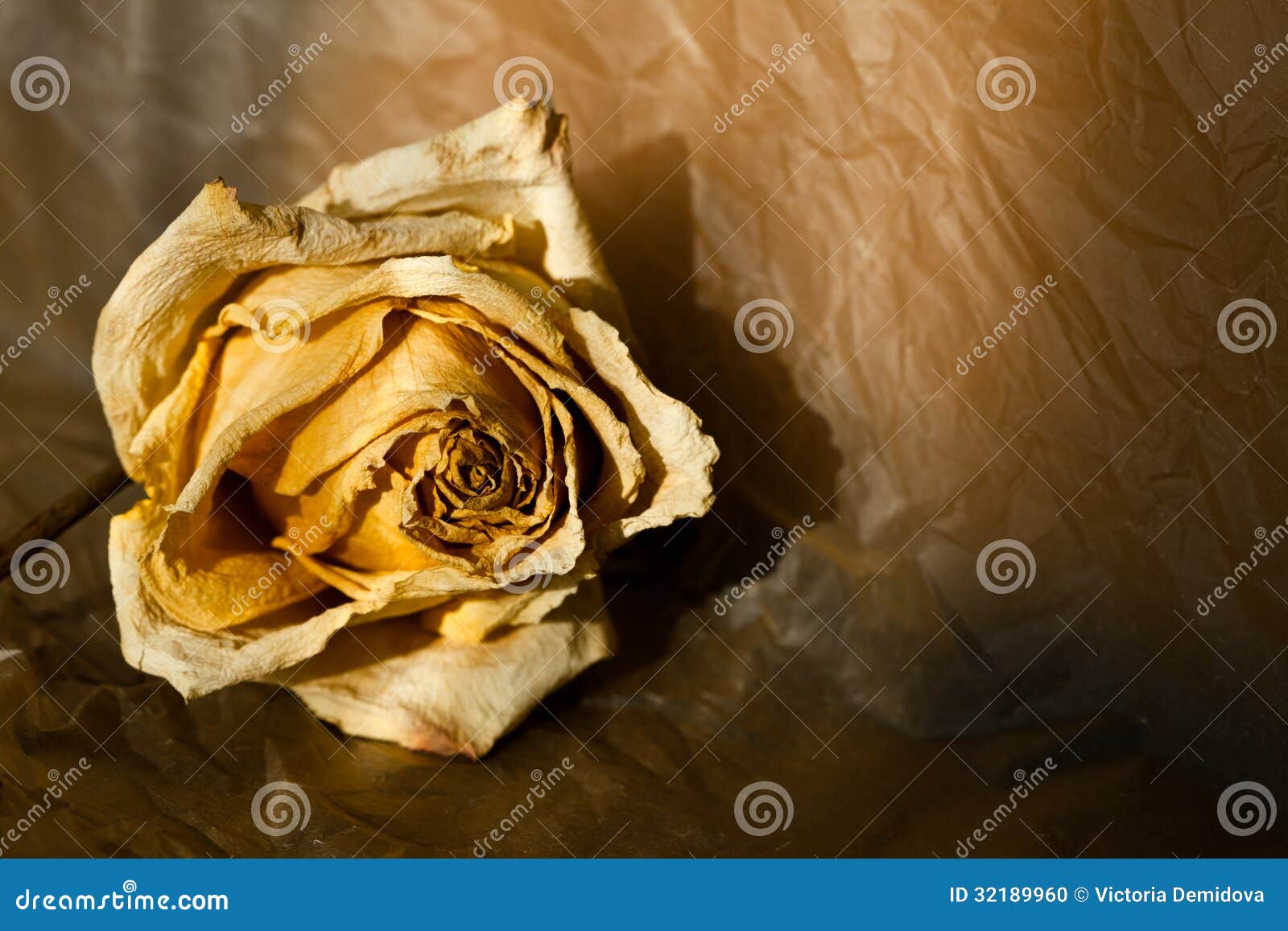 Dried Rose on Paper Background Stock Photo - Image of lost, alone: 32189960