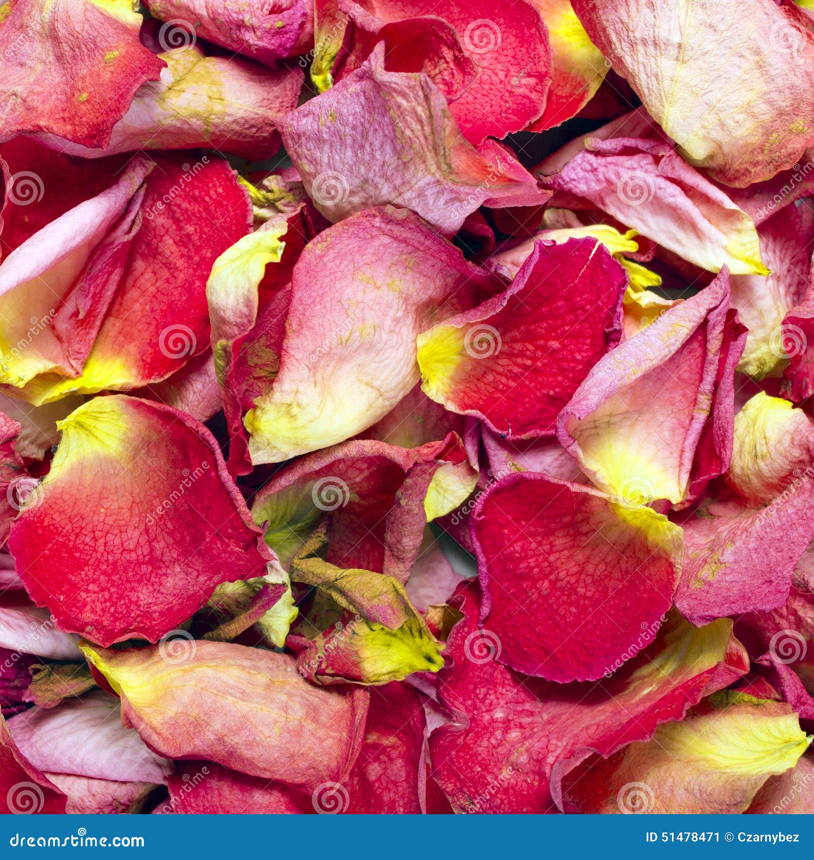 Dried rose petals stock image. Image of herb, yellow - 51478471