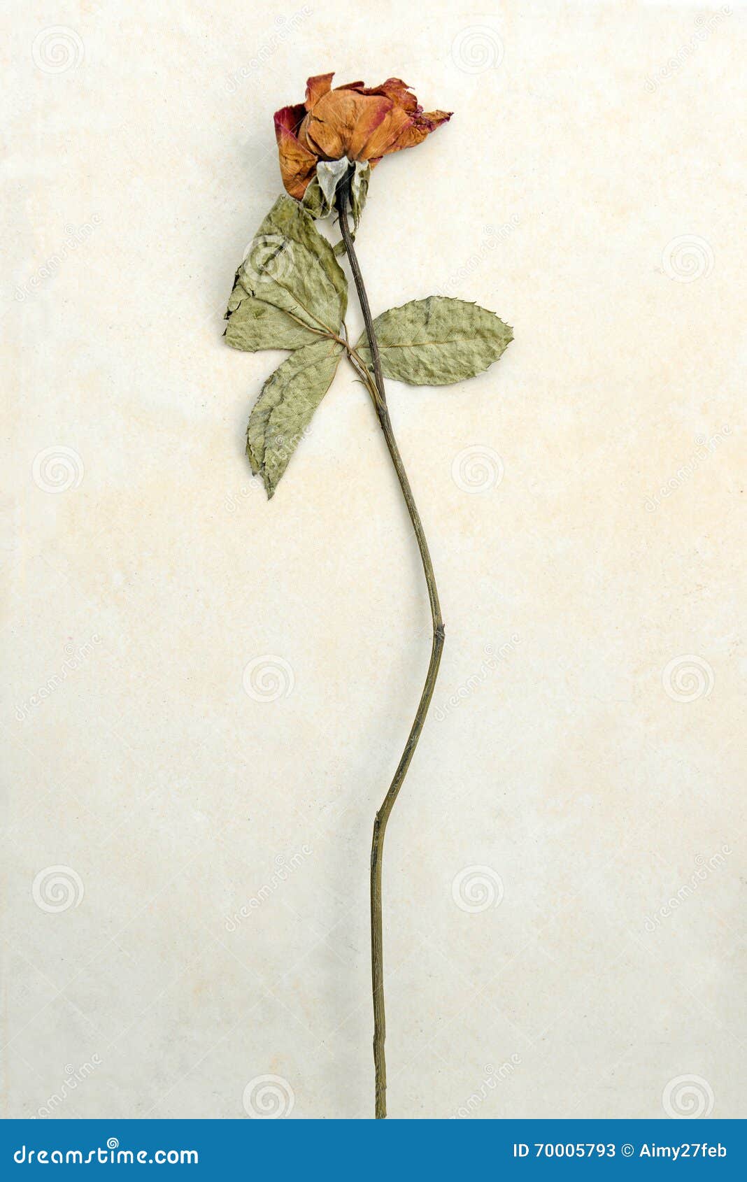 Dried Rose, Single Flower Rose. Stock Image - Image of nature, romance ...
