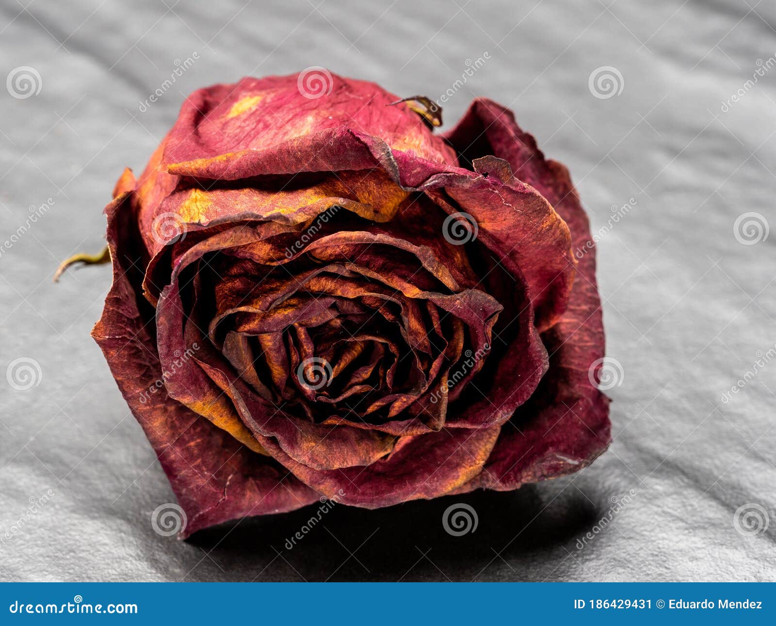 Dried rose stock image. Image of used, sere, foreground - 186429431