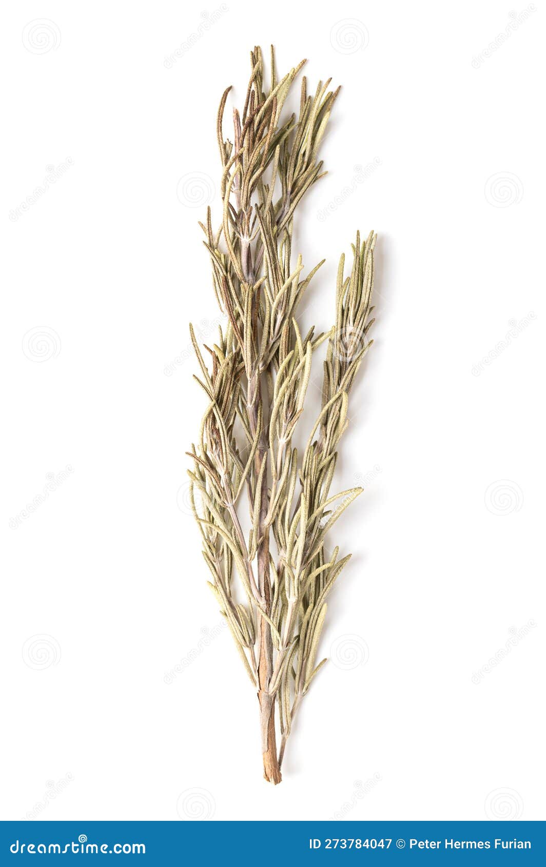 Dried Rosemary Sprig, a Branch of Salvia Rosmarinus, from Above Stock ...