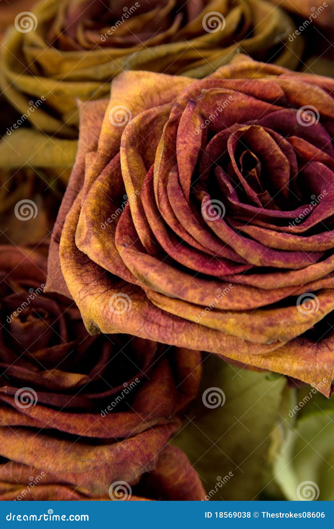 Dried Roses stock photo. Image of background, thorns - 18569038